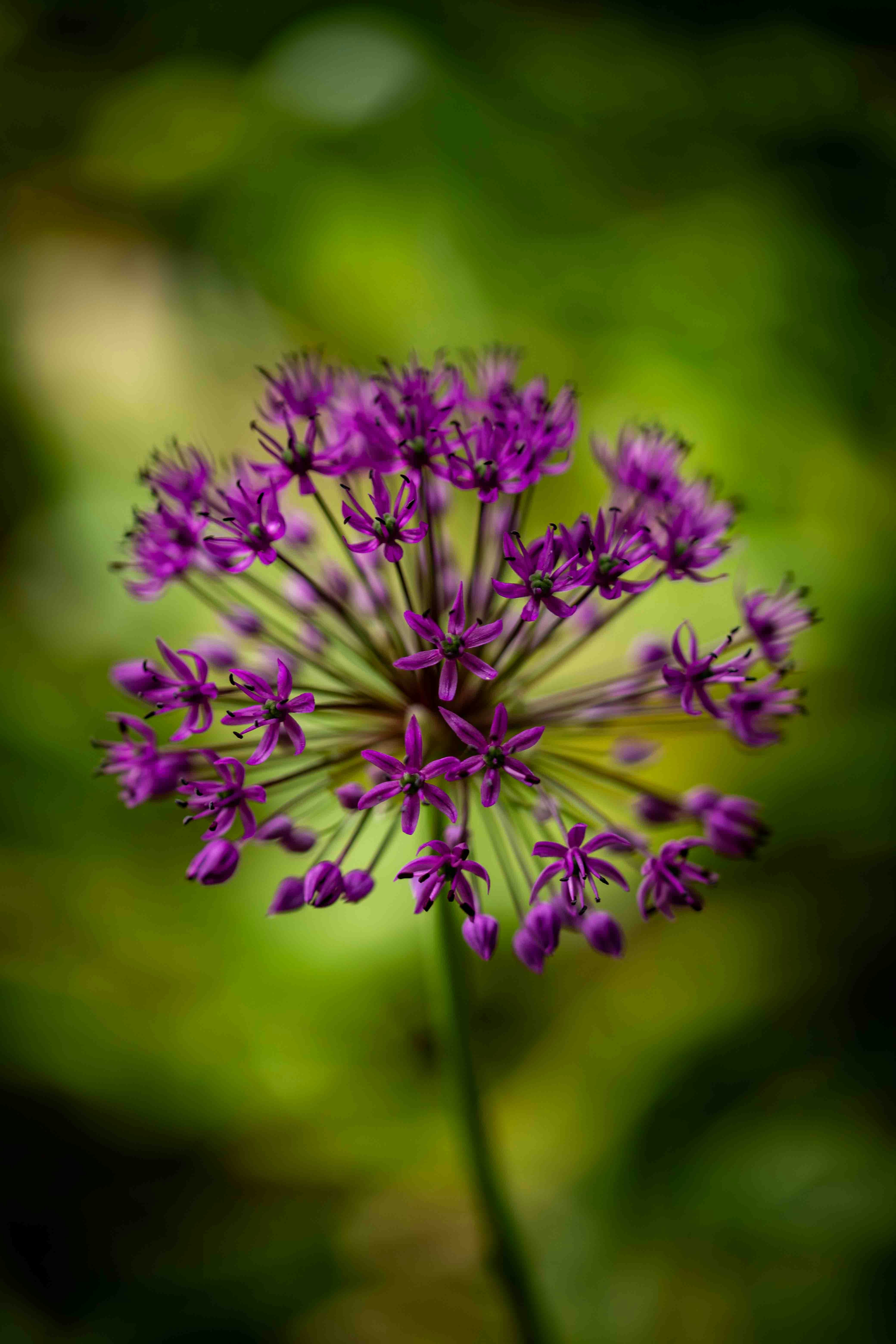 Purple Allium Bloom Reach