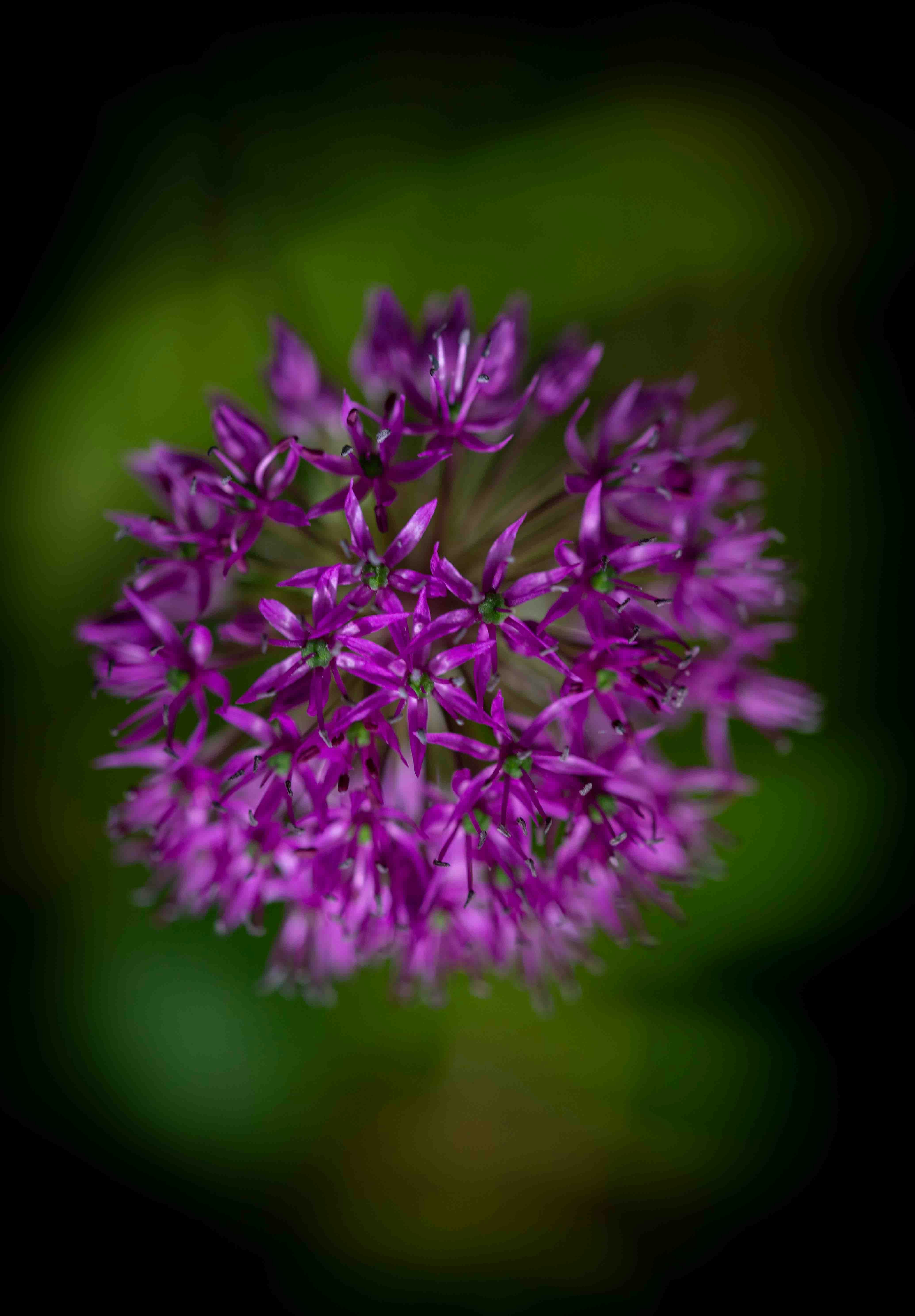 Crimson Sphere: Allium in Focus