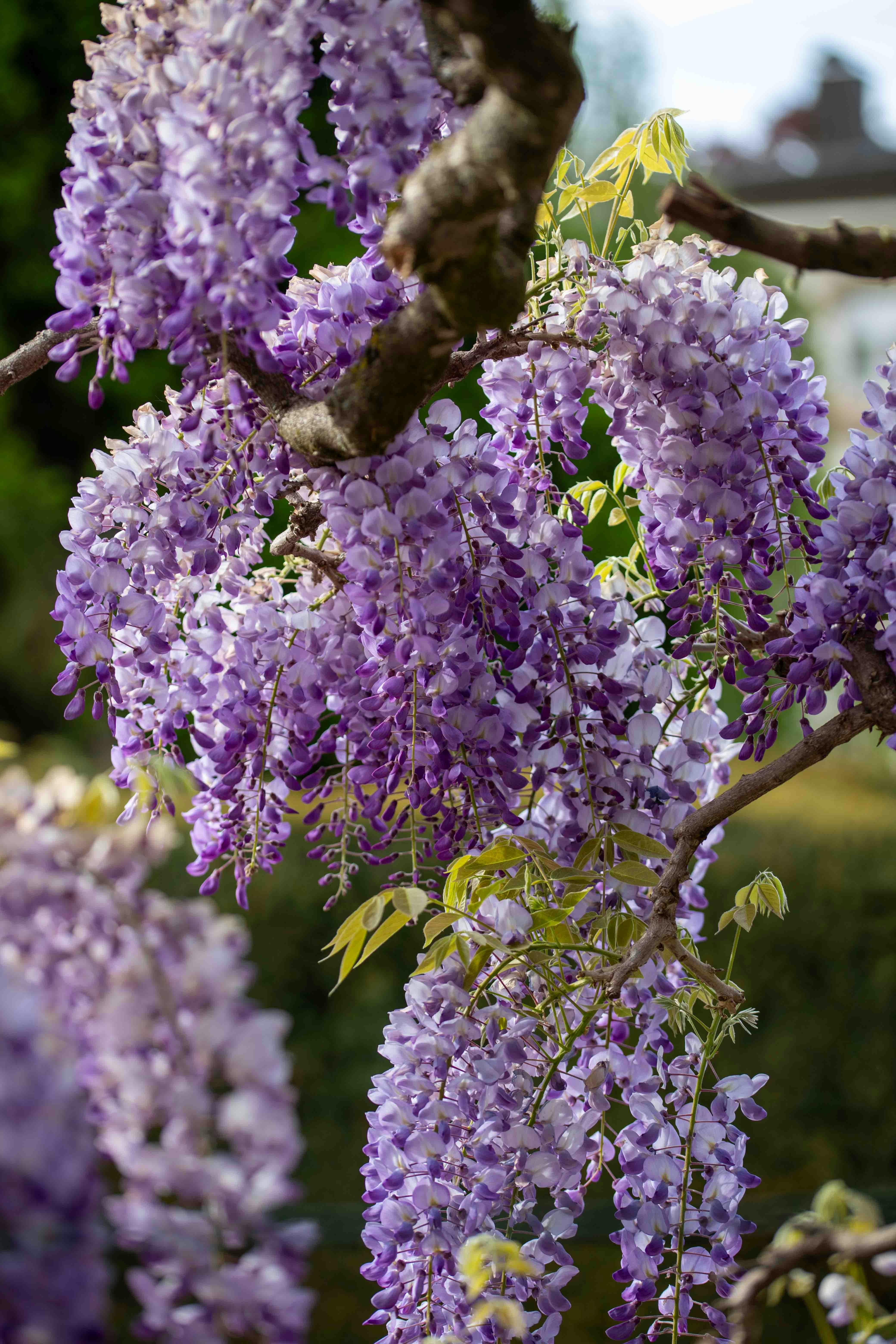 Lavender Cascade: Wisteria in Sunlit Garden
