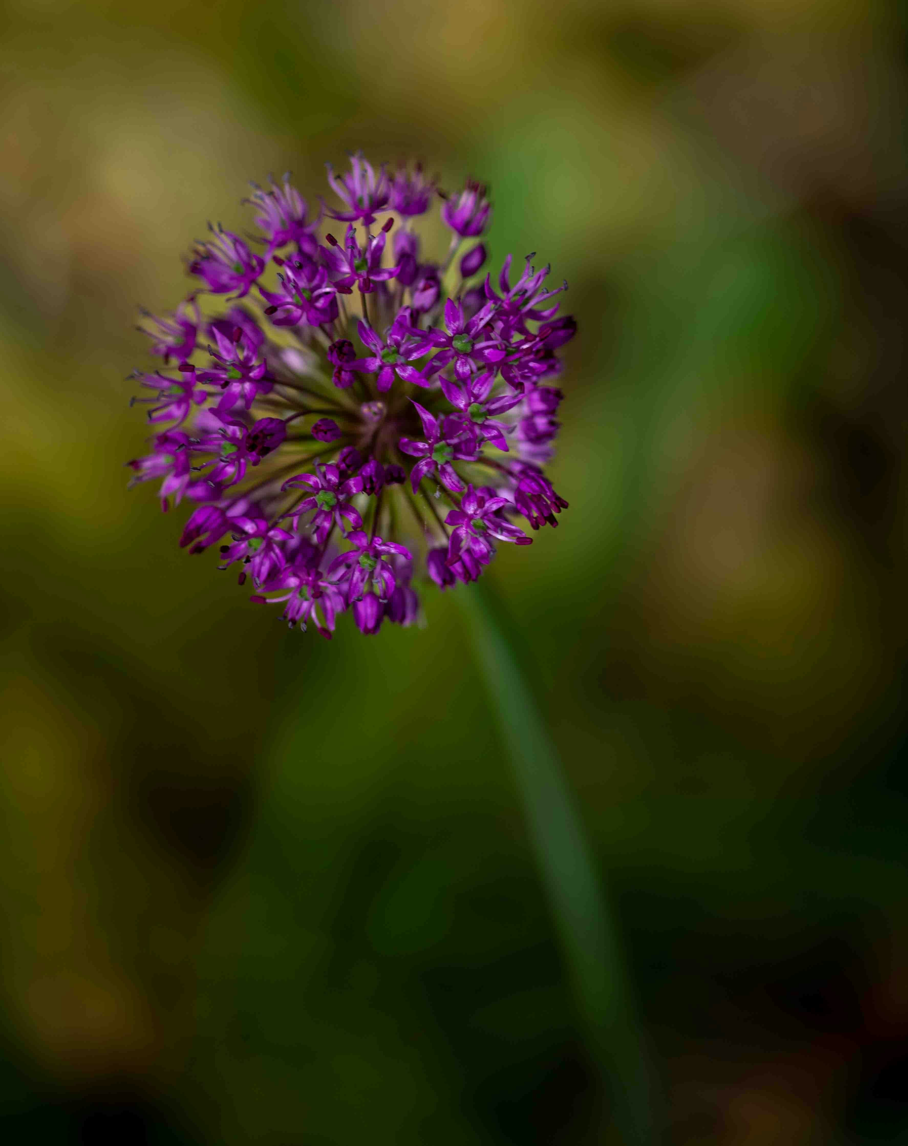 Purple Allium Spotlight: A Closeup of a Flower Crown