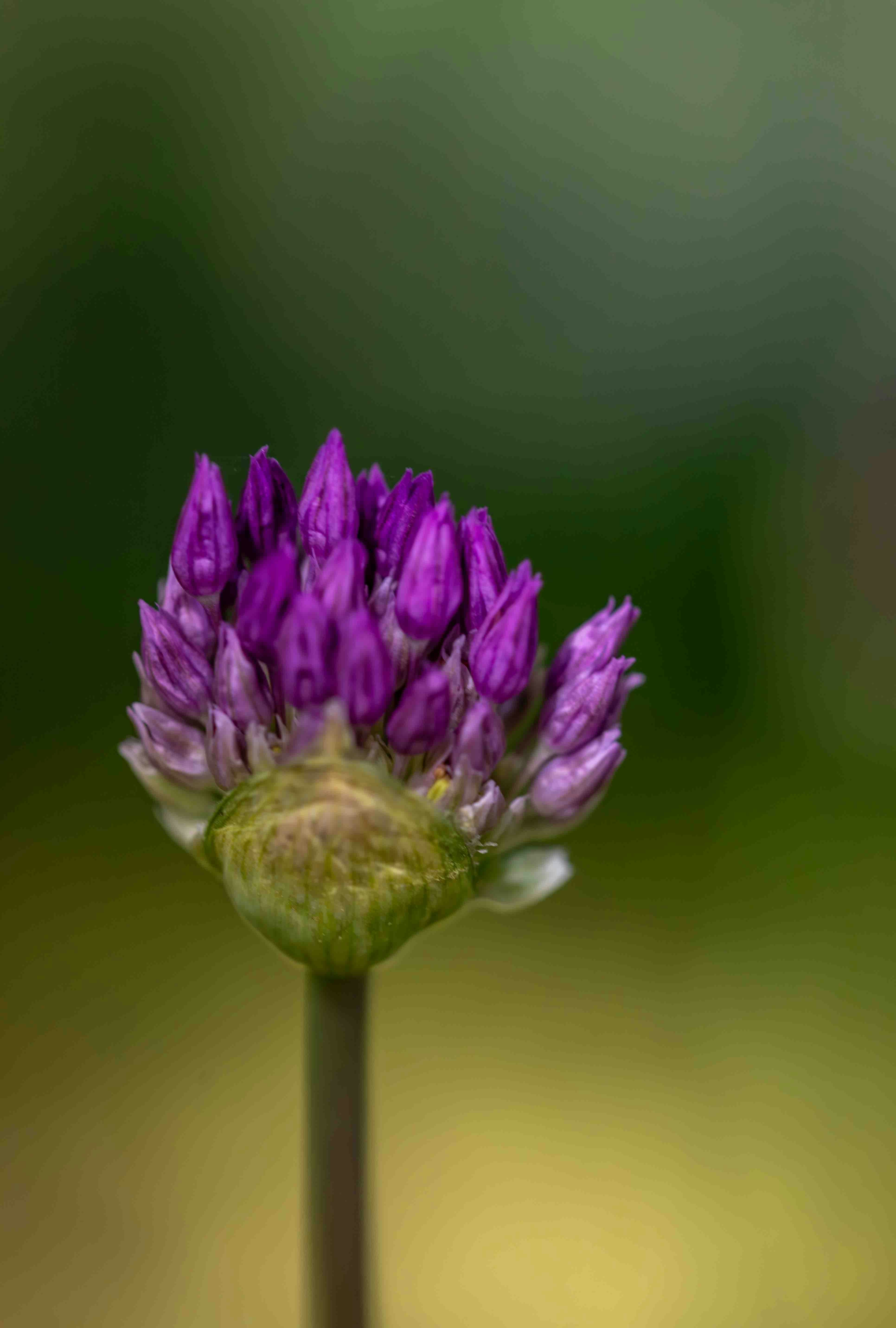 Purple Bud Emergence: A Close-Up of a Delicate Purple Flower Crown