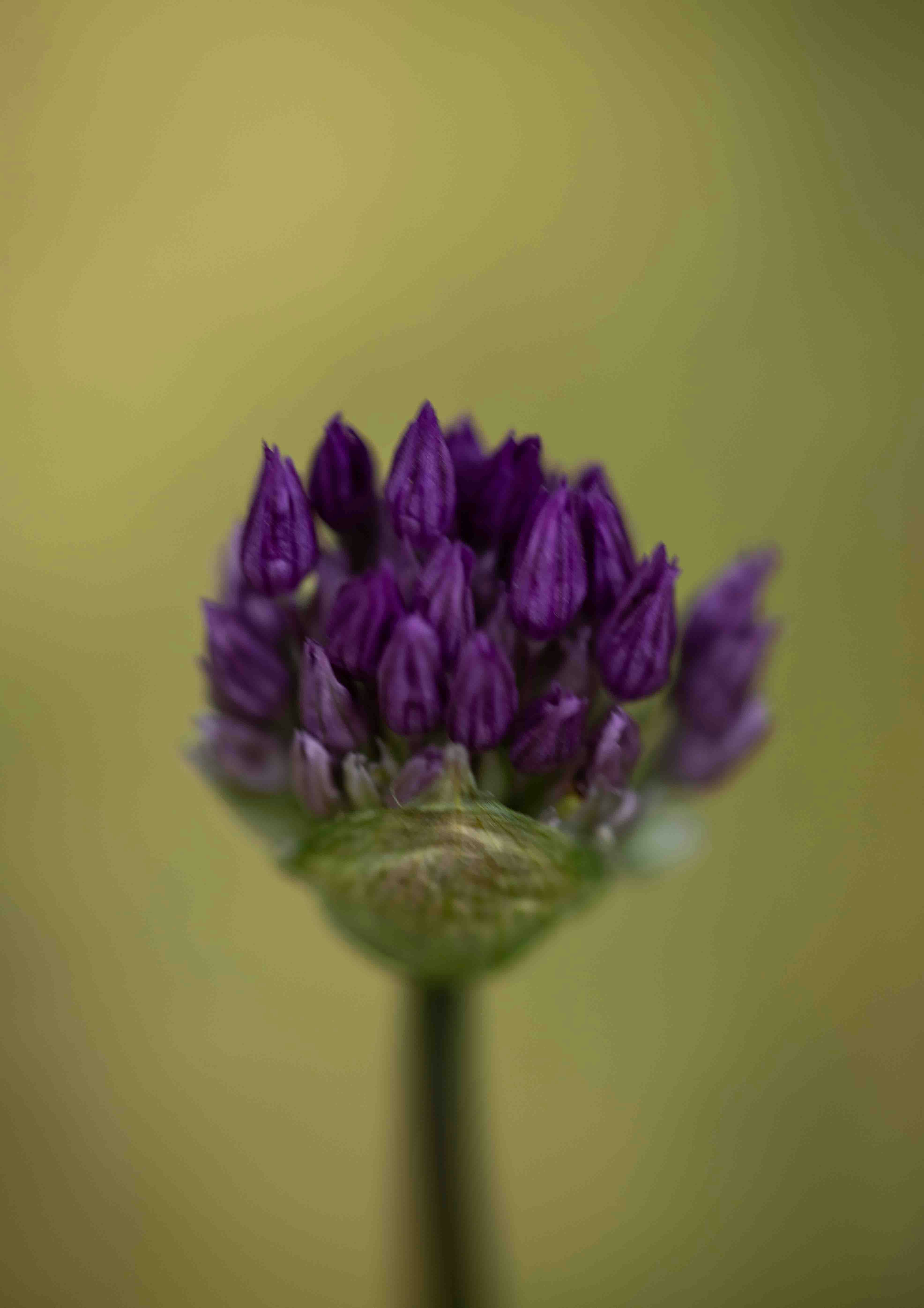 Purple Crown: A Close-Up of Beguiling Buds