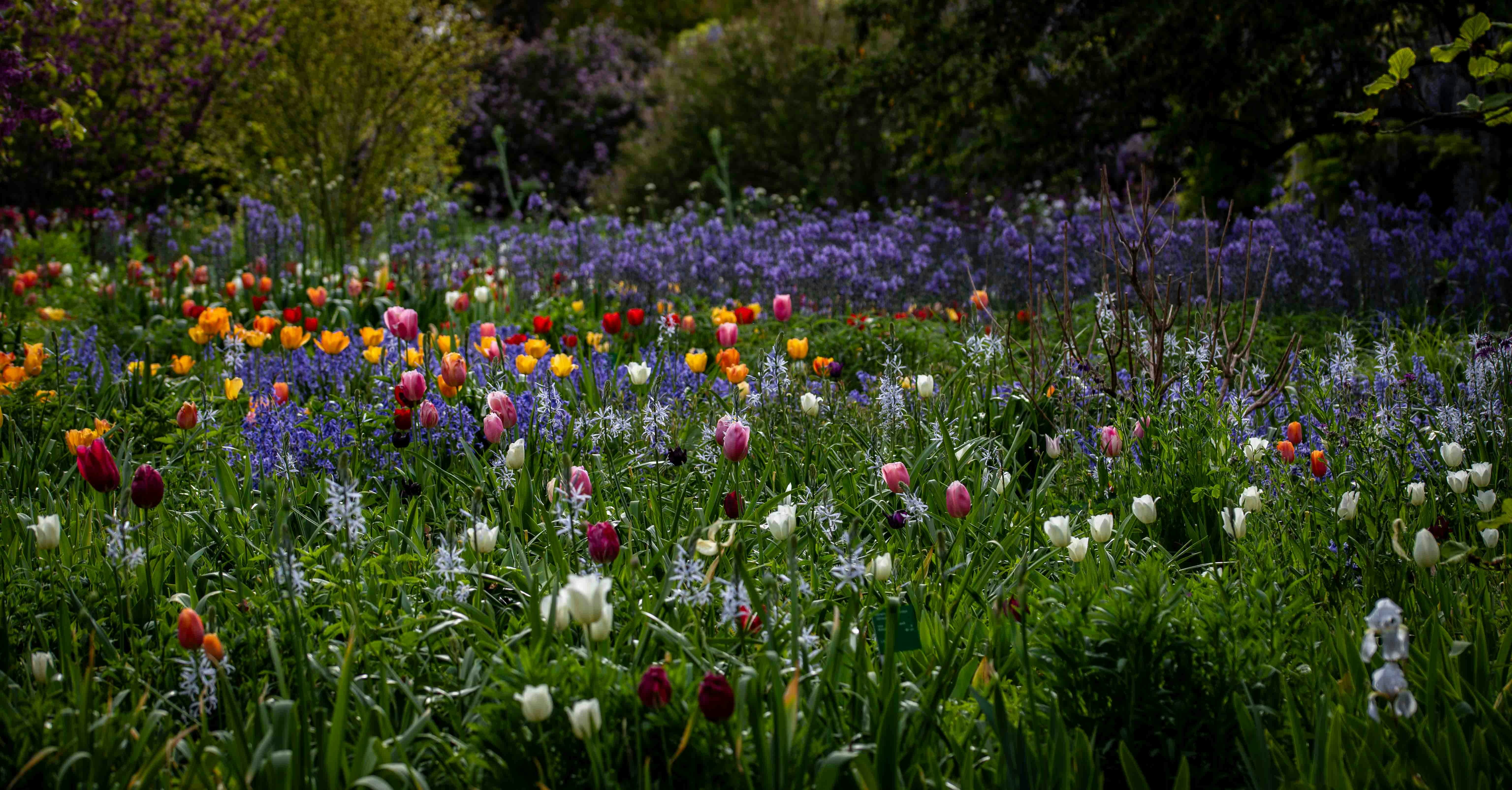 Vivid Tulip Meadow Drift at Dusk