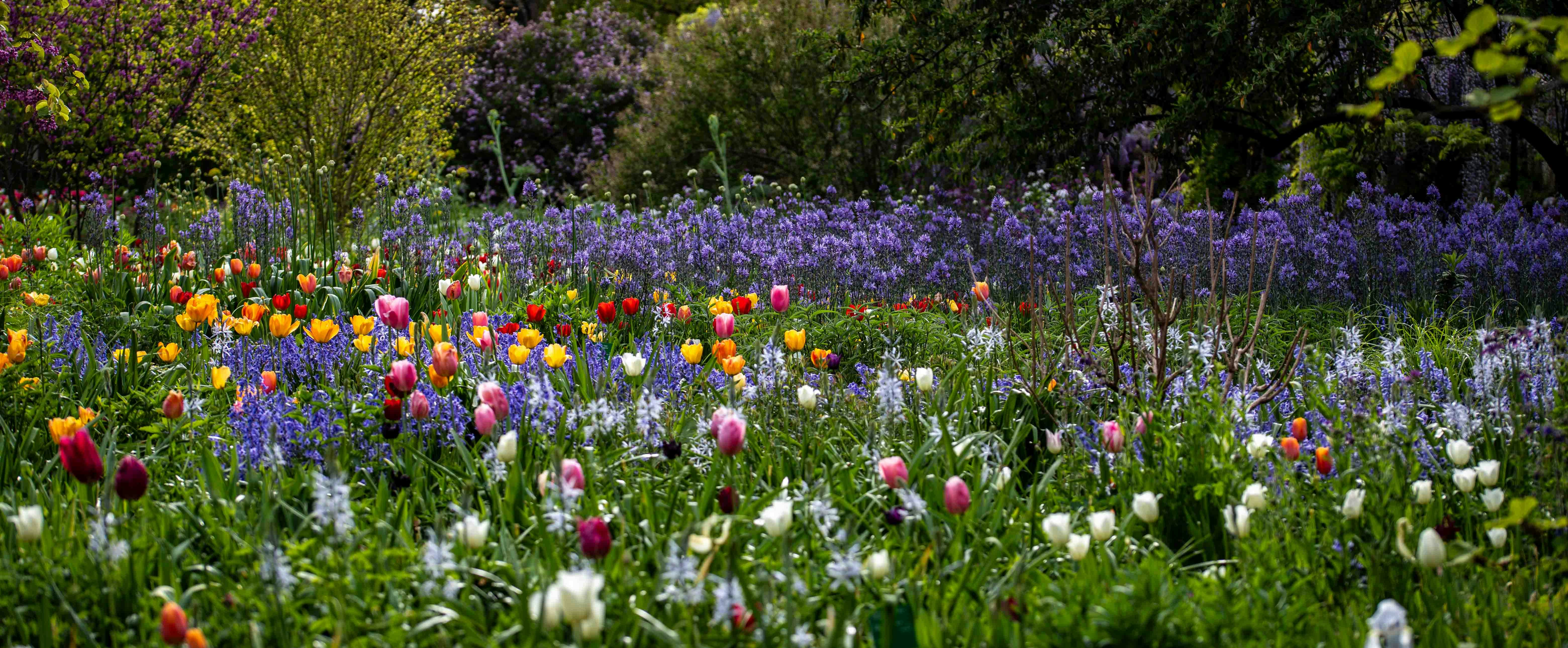 Tulips and Lupines in a Sunlit Meadow