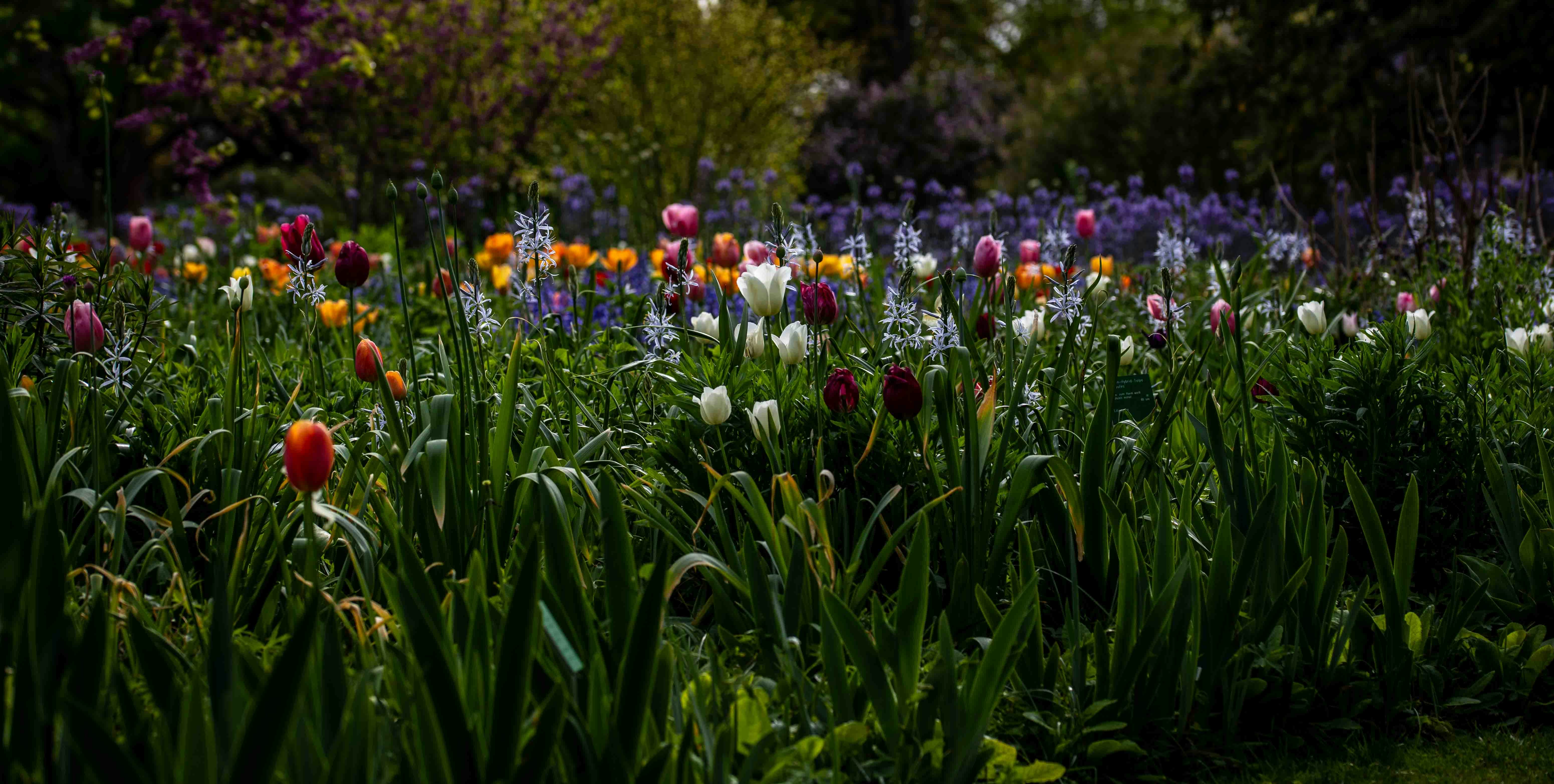 Tulip Serenade: A Sunlit Border in Bloom