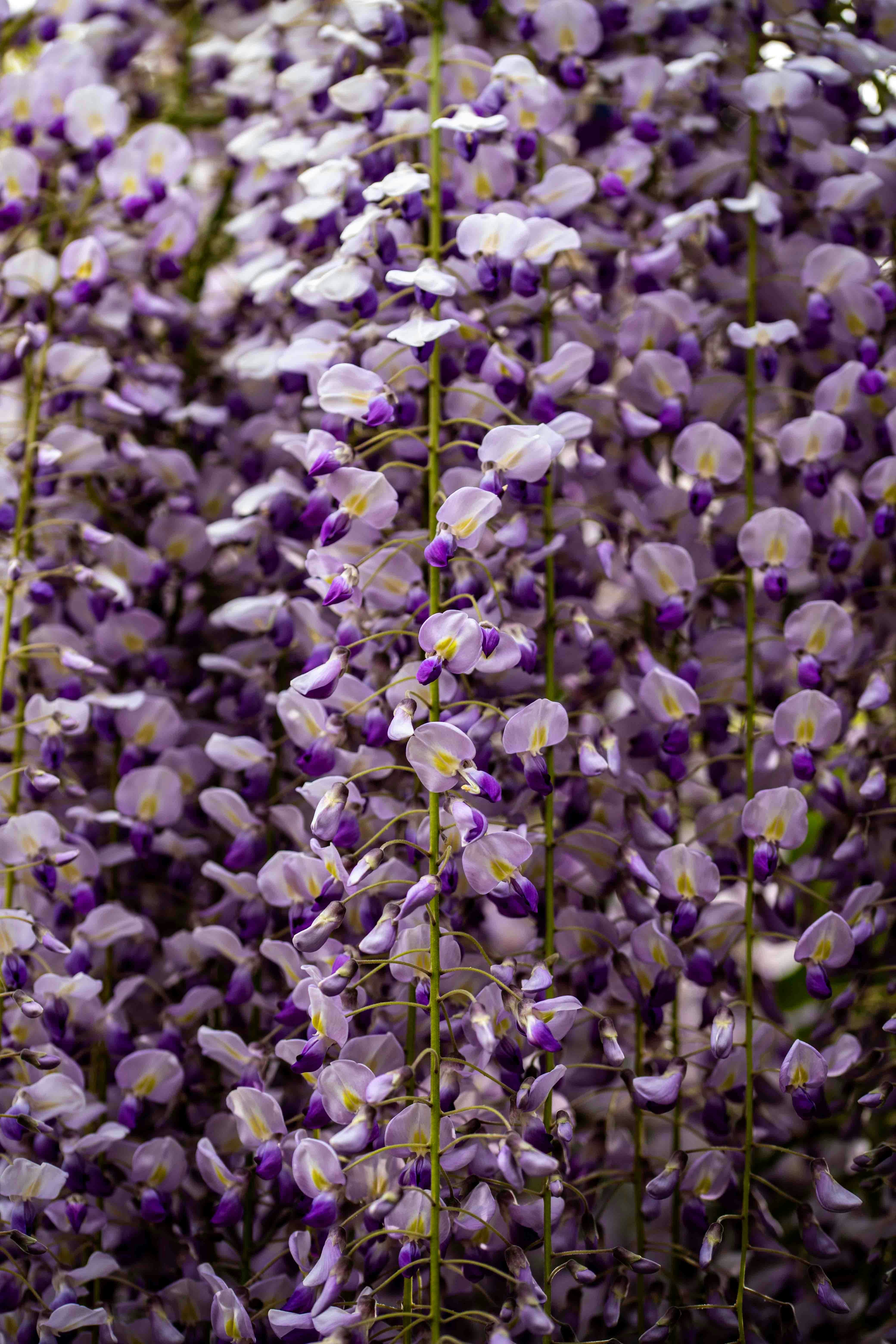 Trailing Lavender Orchids: A Dense Stream of Purple Blooms
