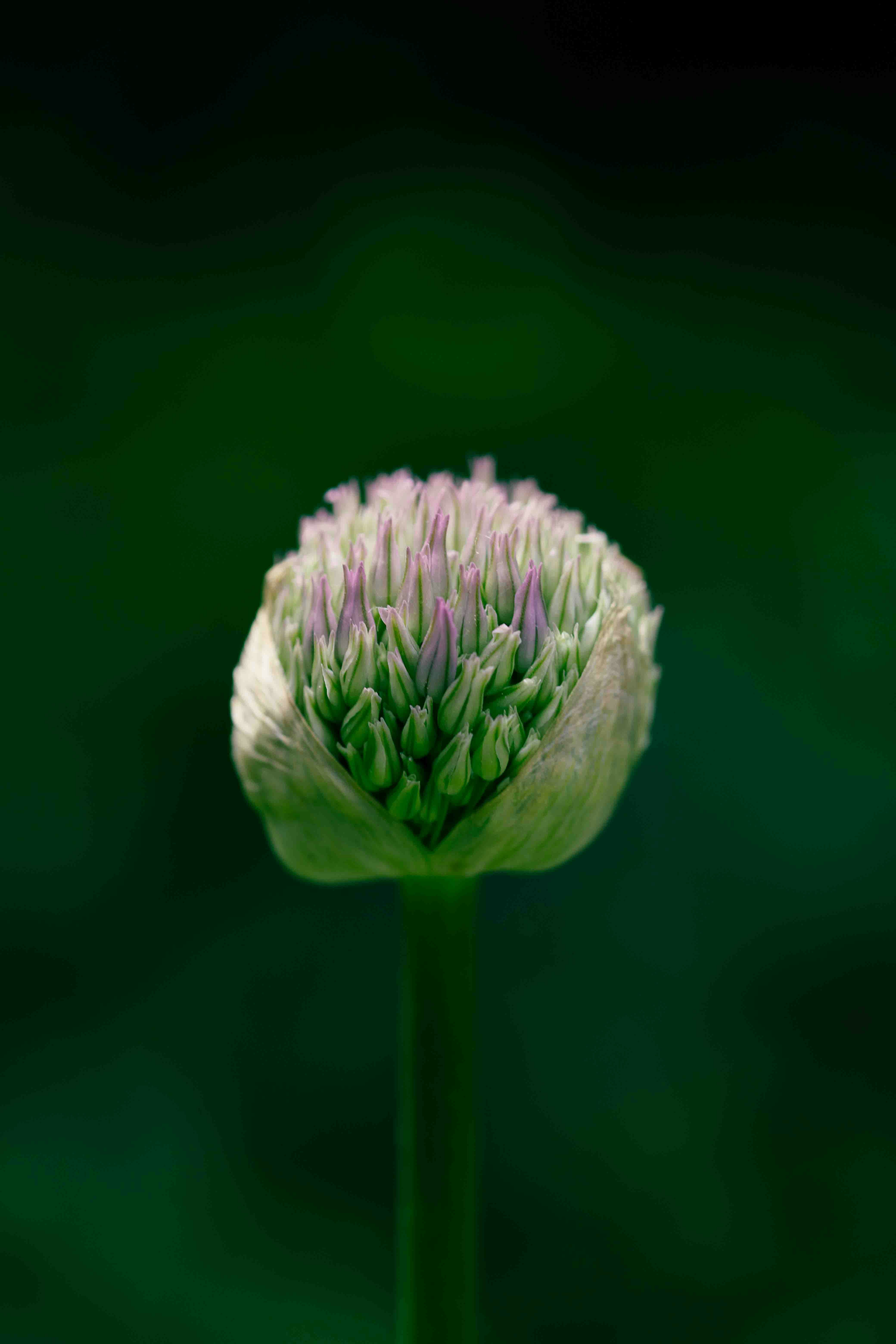 Emerging Bloom: a closed allium catching the dawn