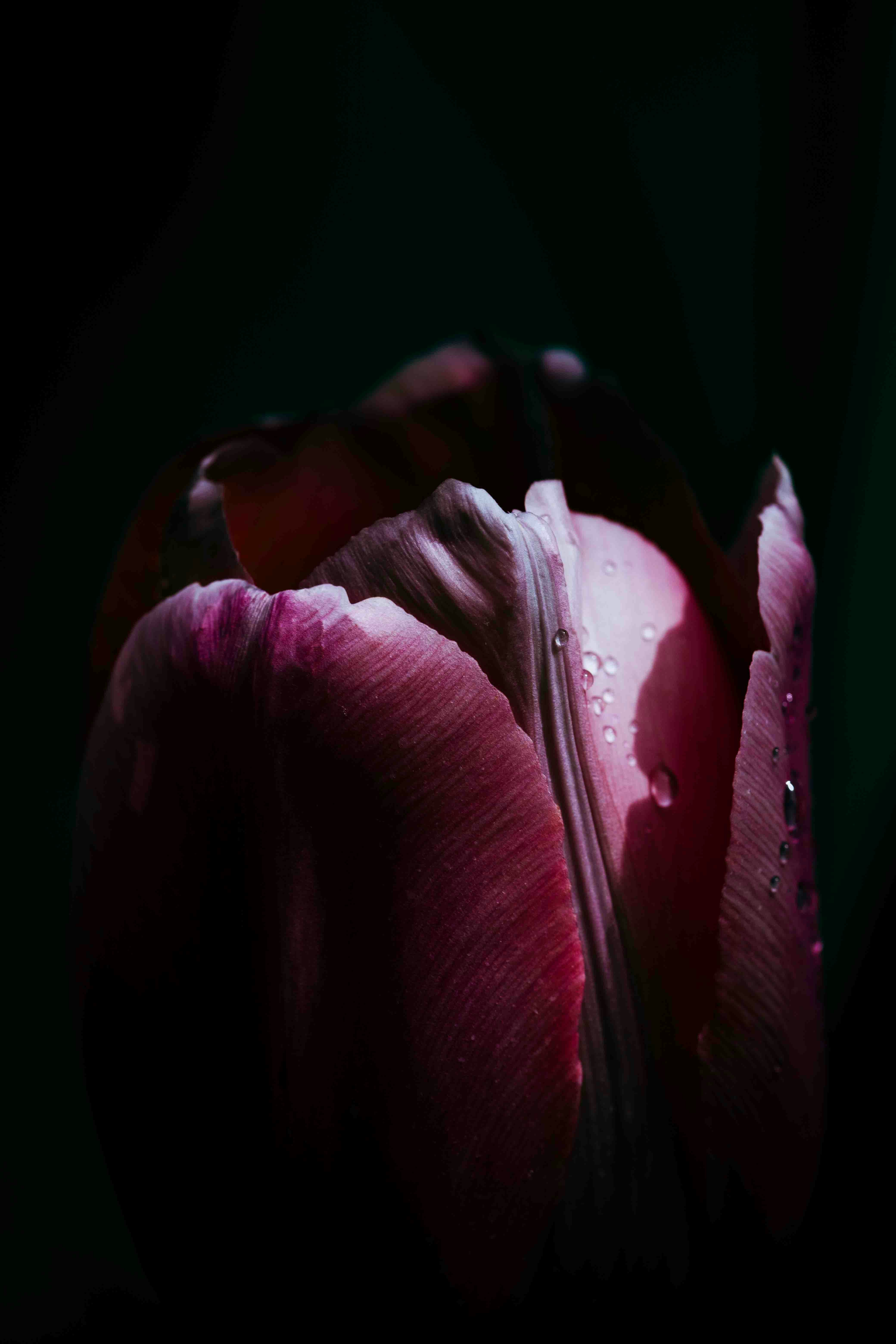 Crimson Velvet: a Tulip Emerging from Darkness