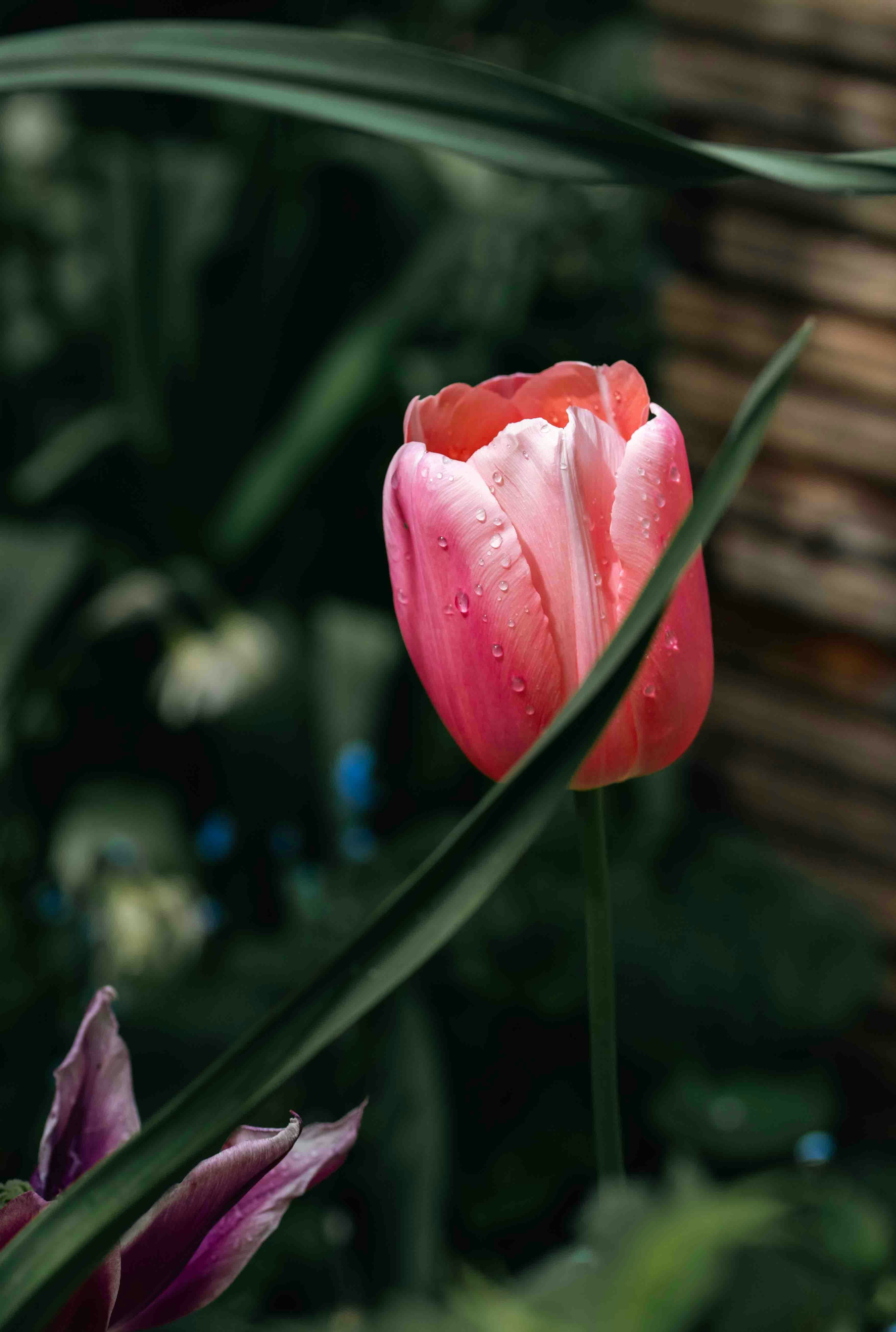 Pink Tulip in Focus Amid Green Veils