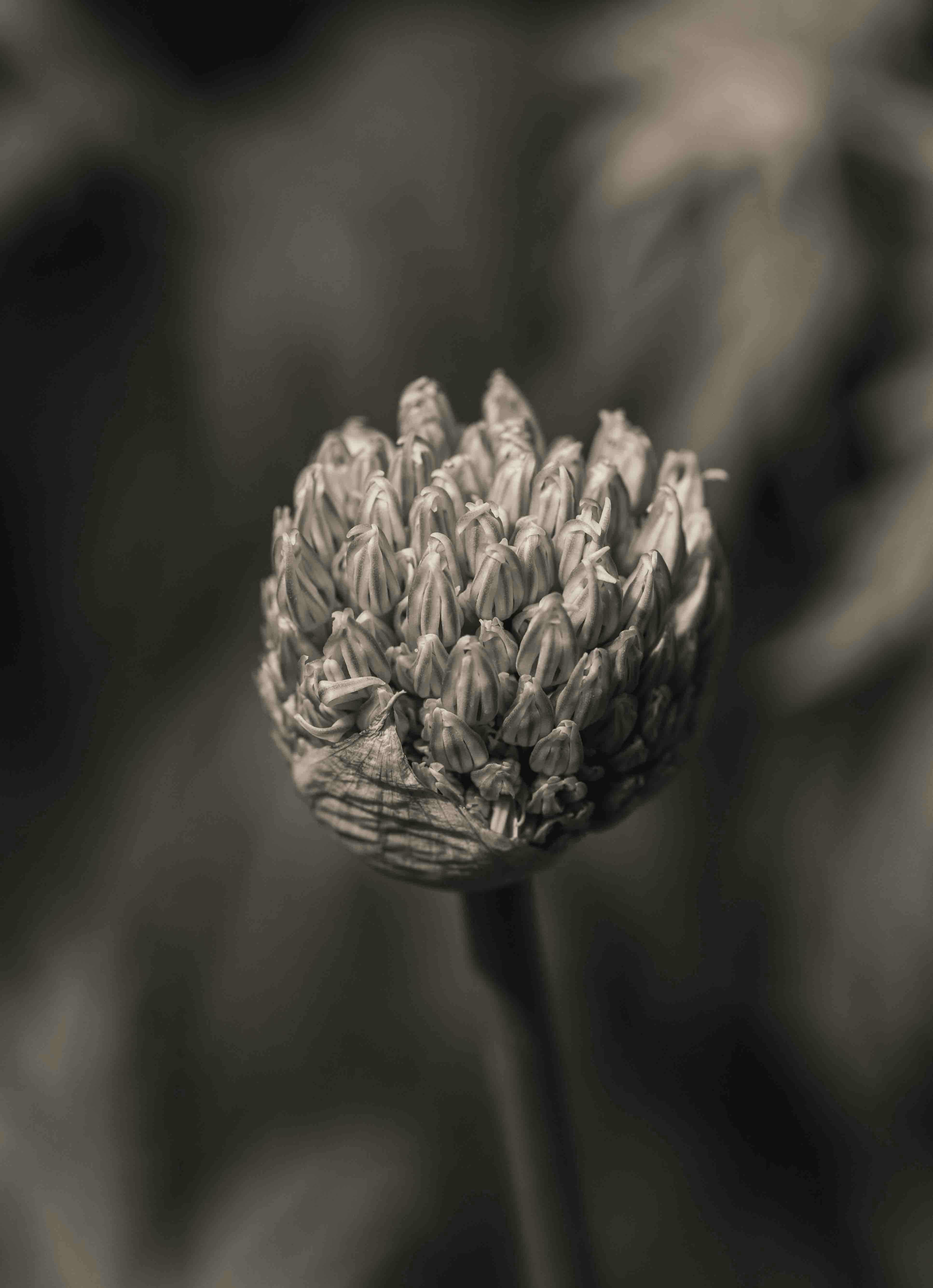 Artichoke Bud in Soft Focus: Monochrome Bloom Portrait
