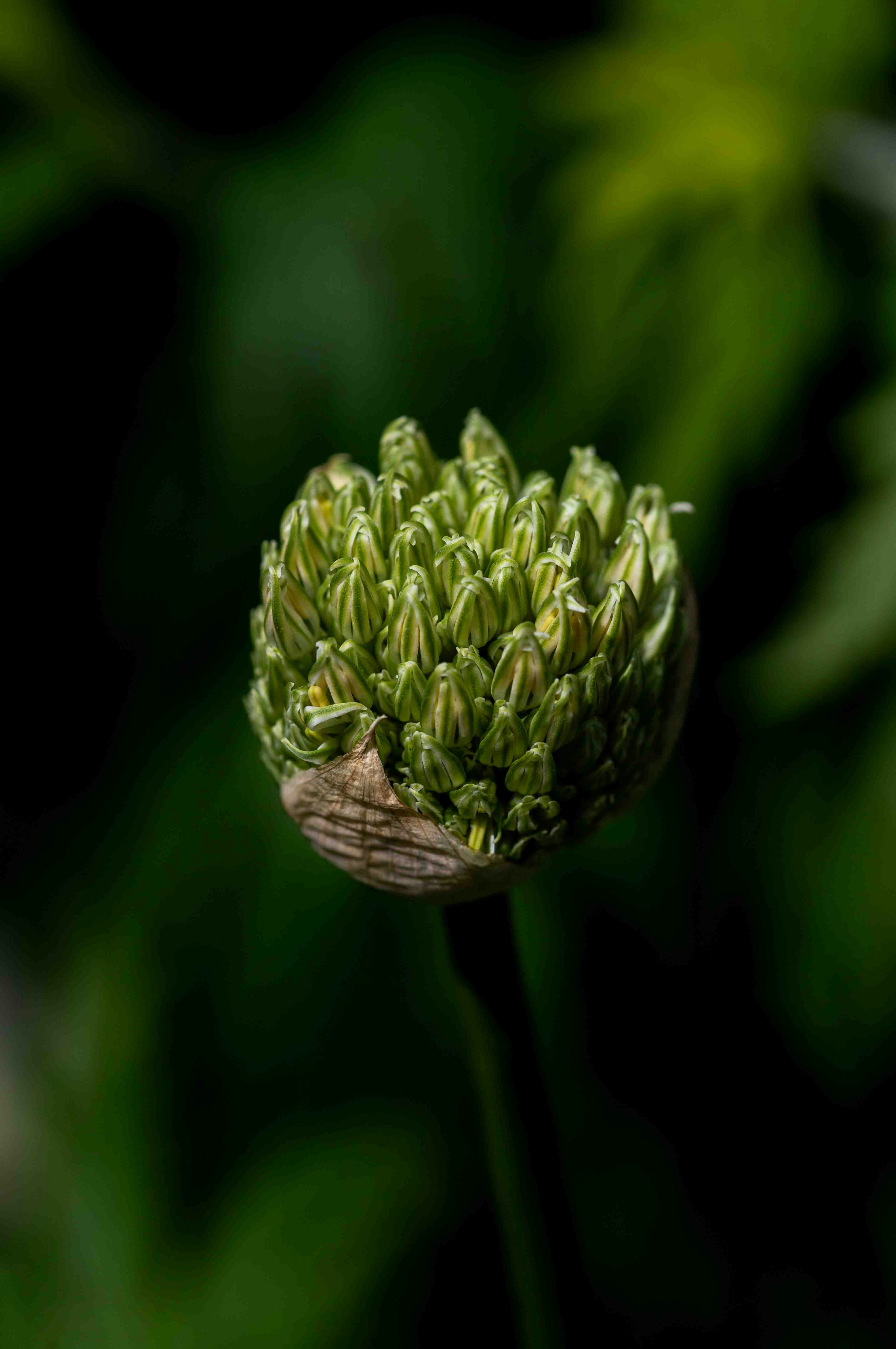 Emerging Green Crown: A Bud in Focus