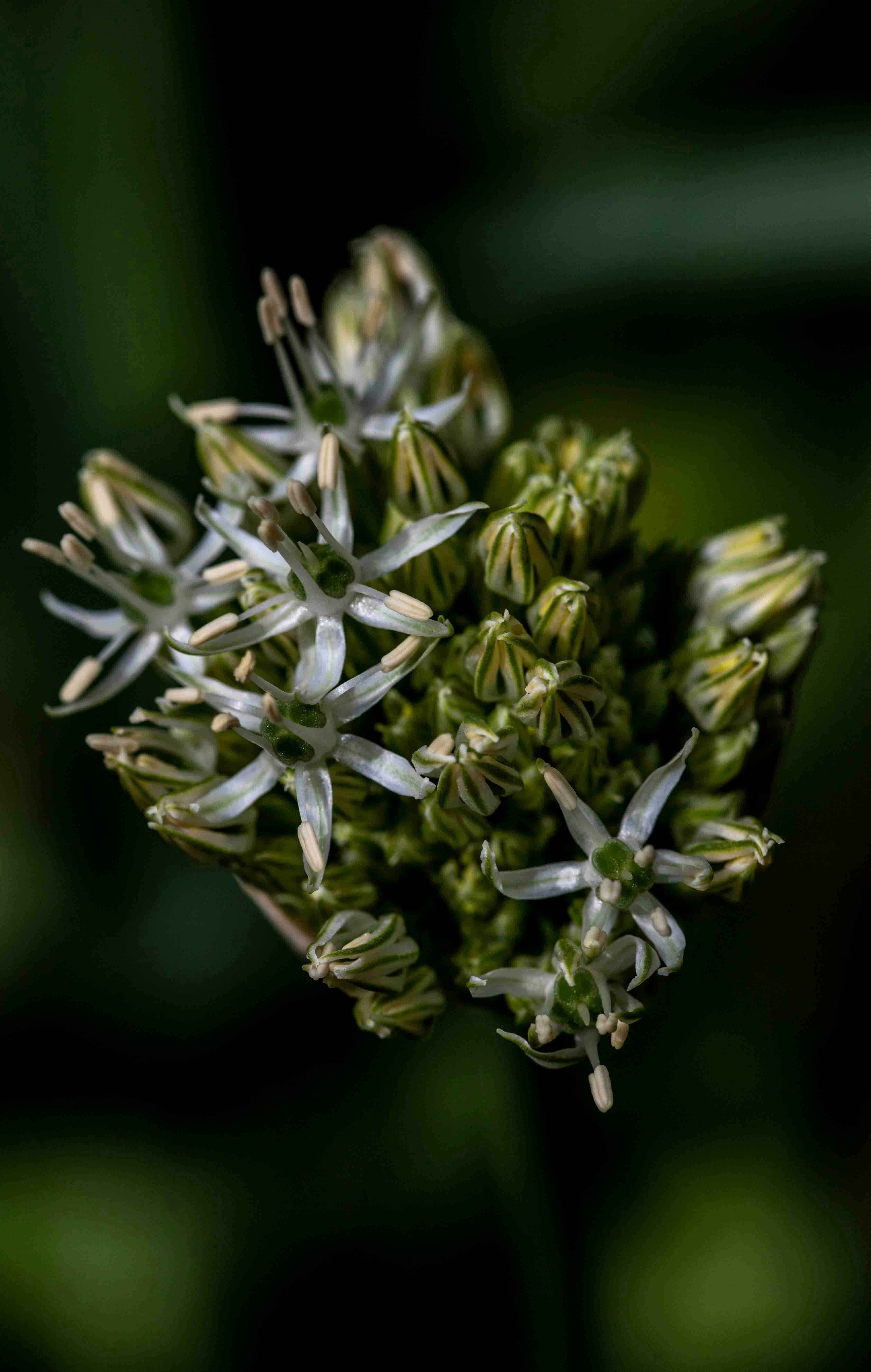 Stellar Inflorescence in Soft Backlight