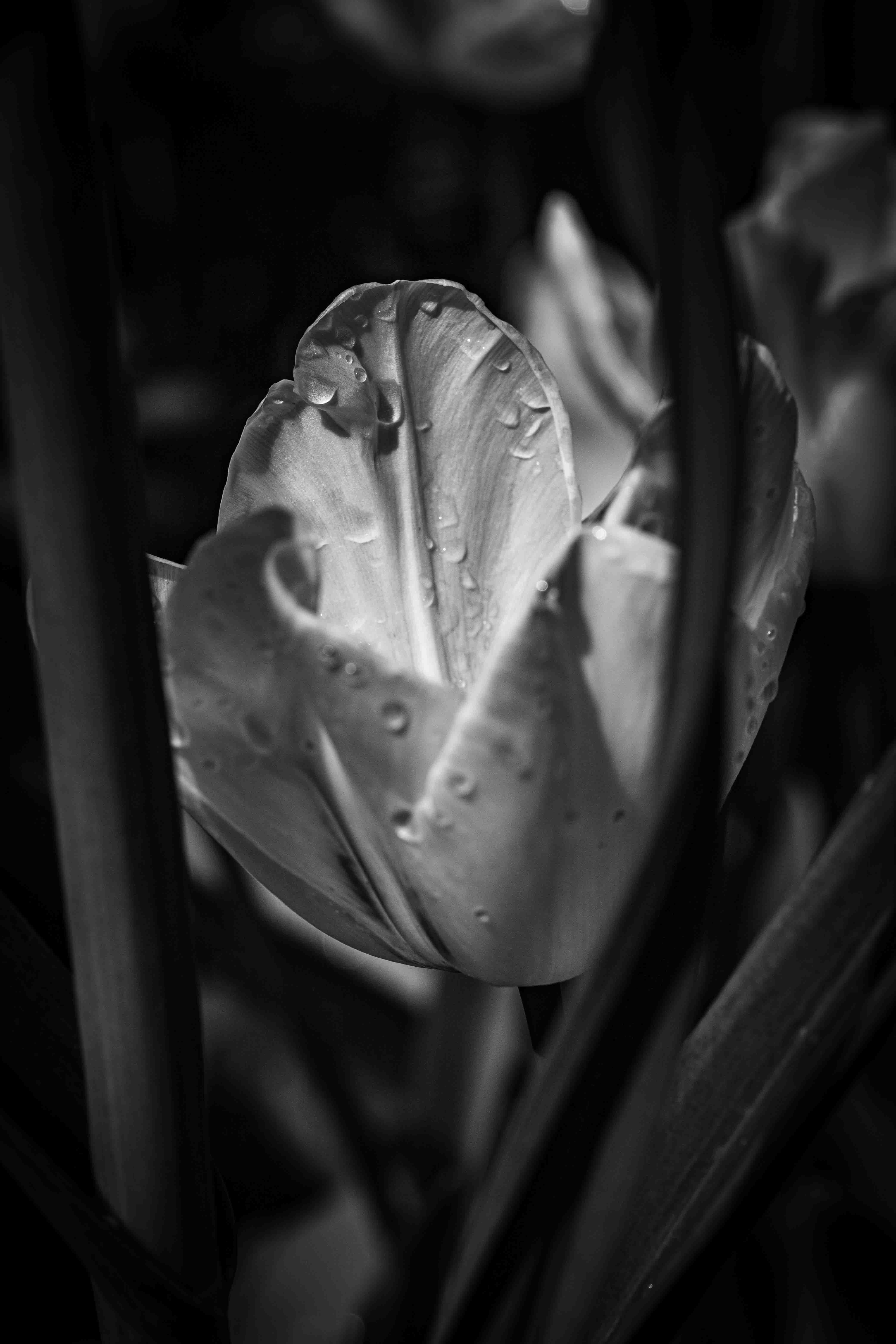 Petals in Focus: A Rain-Damp Tulip Surrounded by Dark Leaves