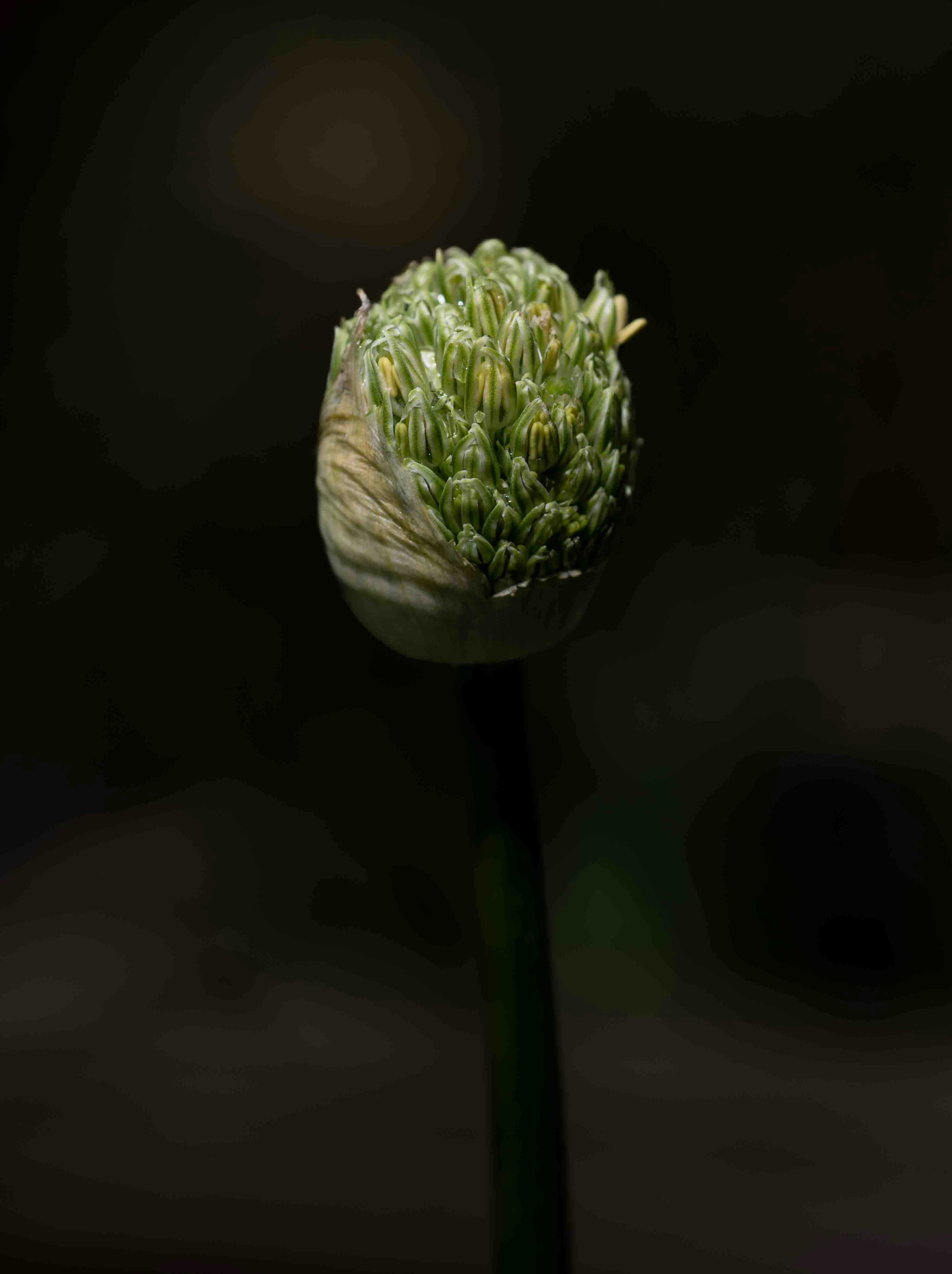 Emergent Bloom: A Single Bud in Sharp Focus Against Velvet Darkness