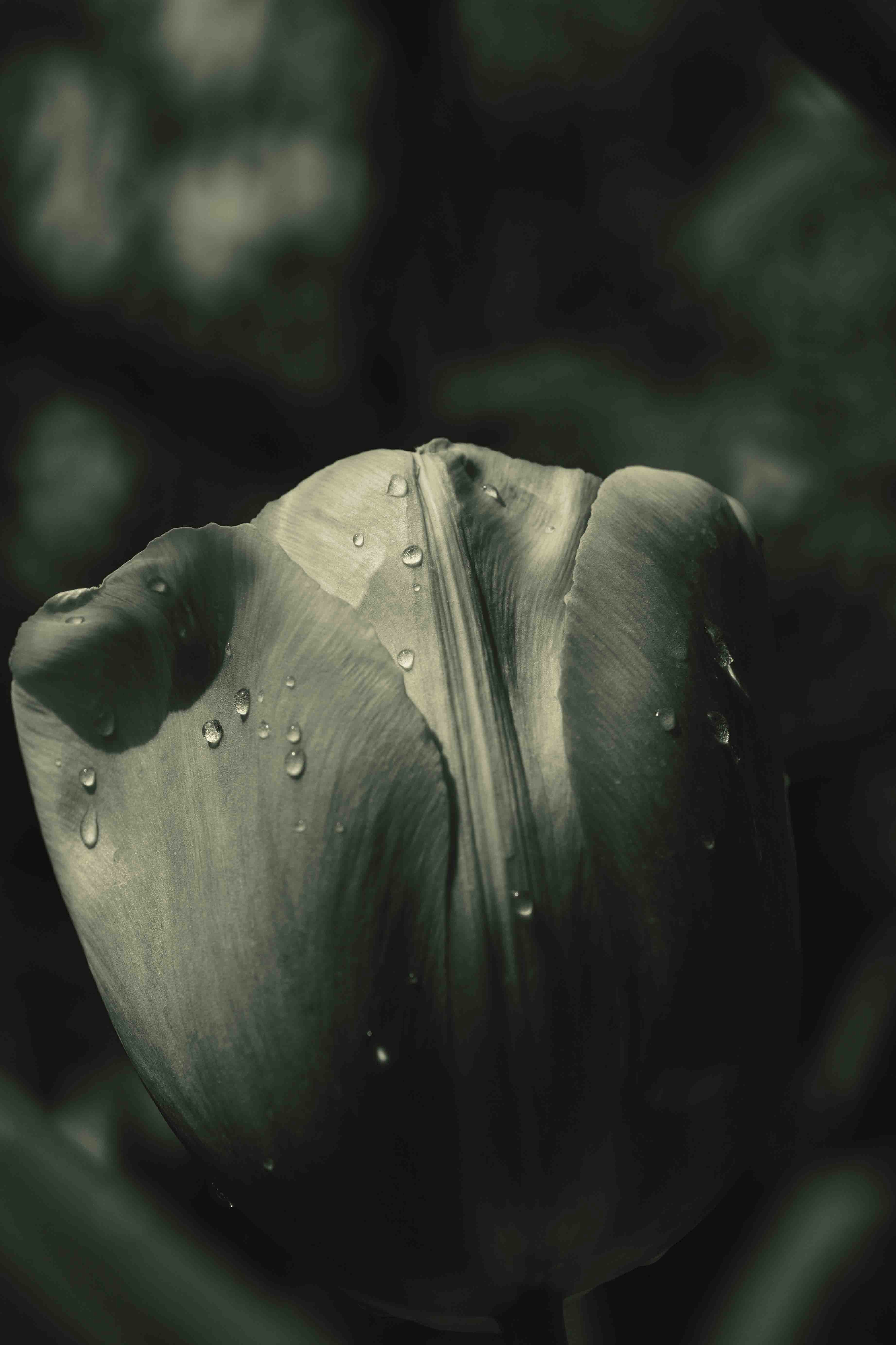 Dew-Glazed Tulip at Dusk: A Close-Up in Quiet Focus