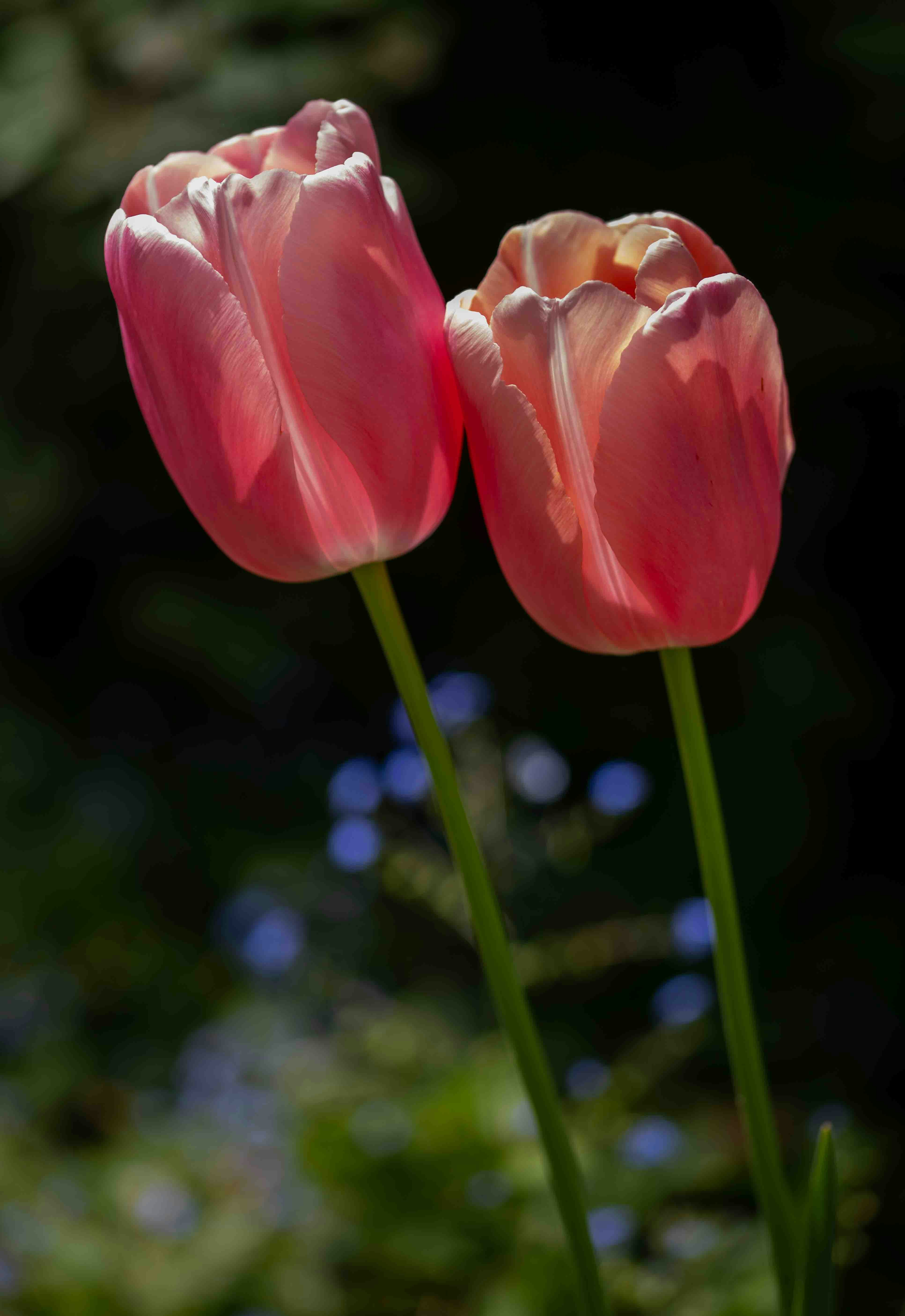 Pink Tulips in Twilight: Soft Petals Against a Velvet Backdrop