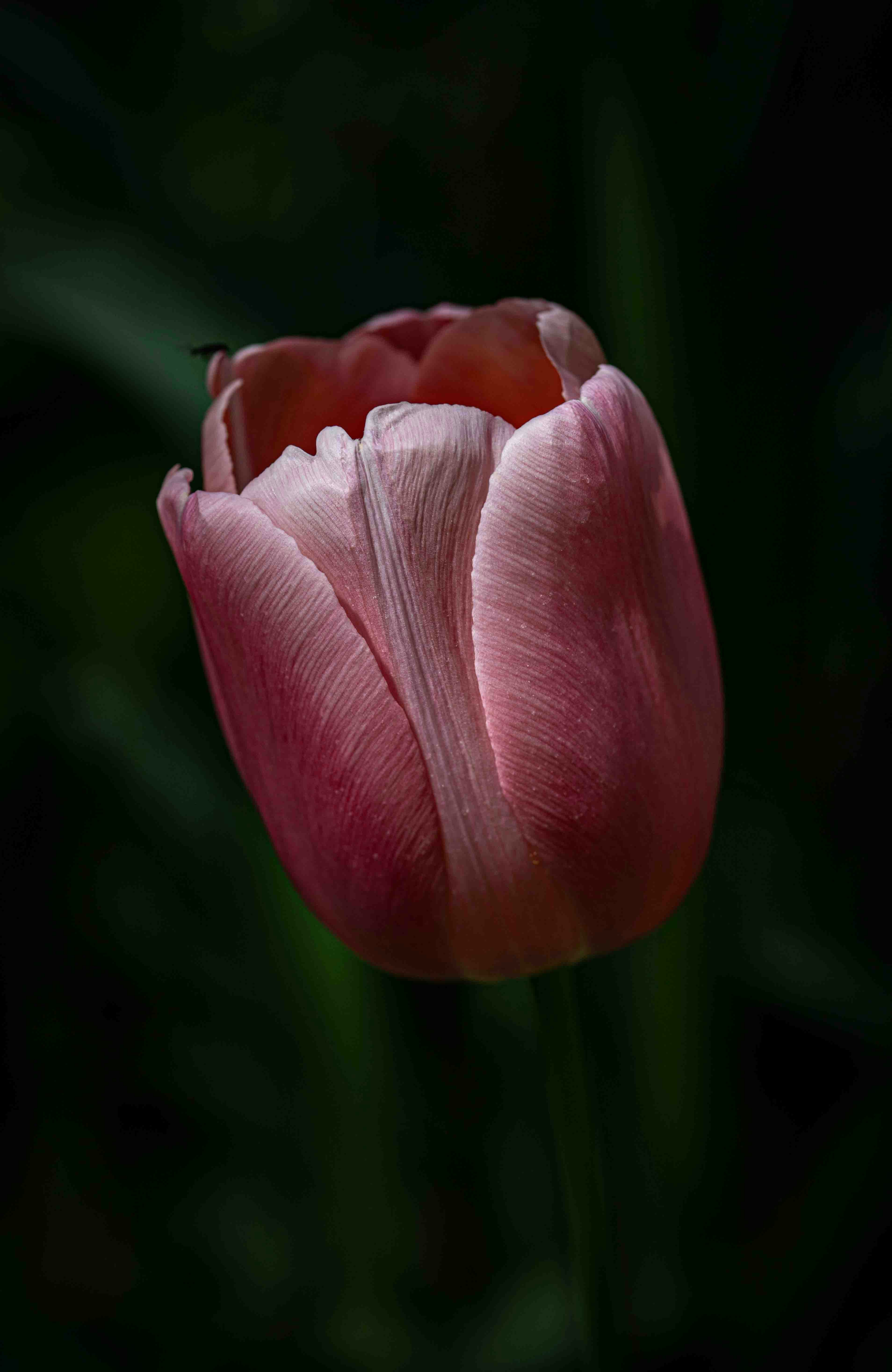 Close-Up Tulip in Velvet Darkness