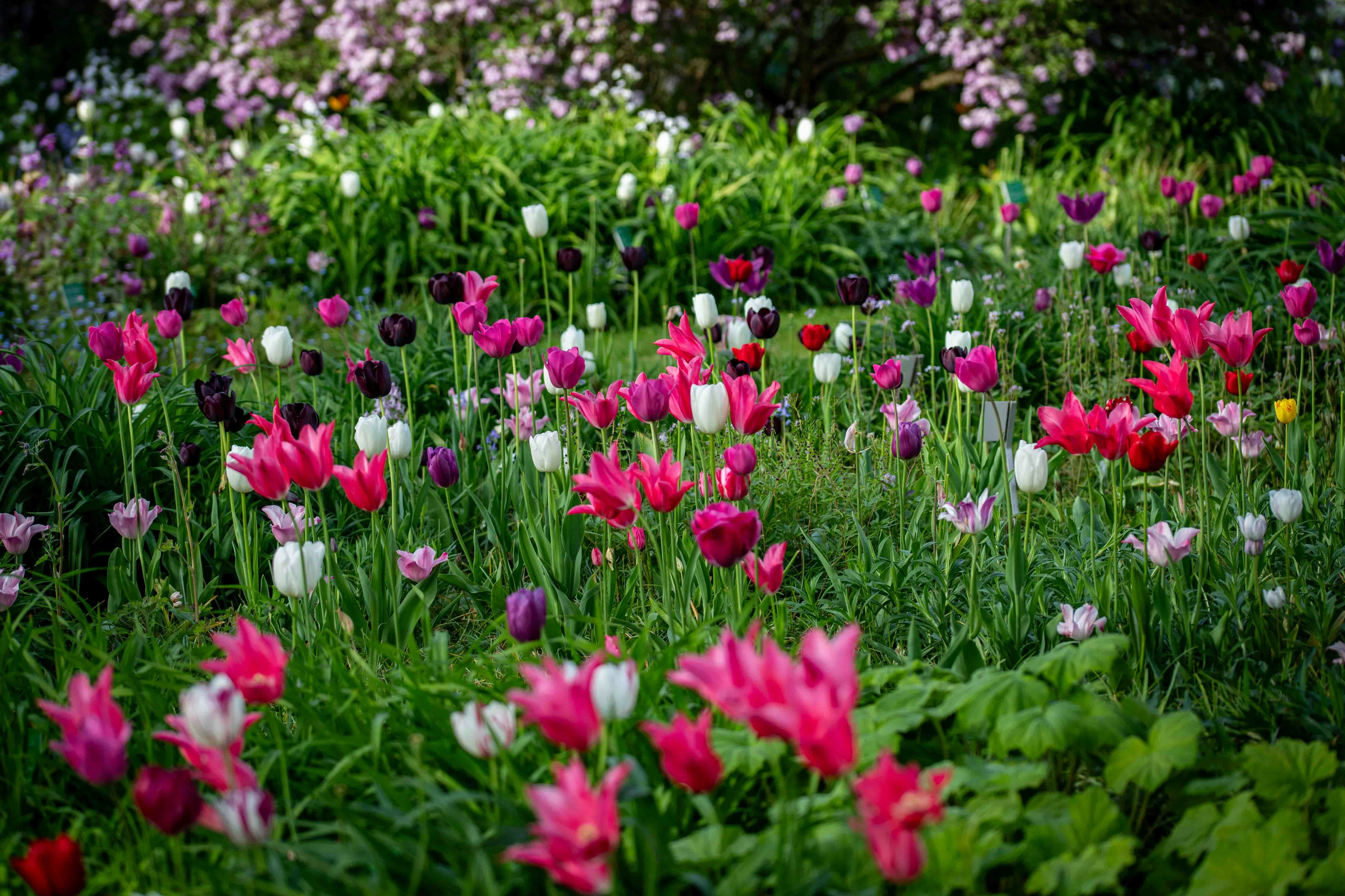 A Coral Sea of Tulips: Spring Colors Bloom in a Quiet Podium