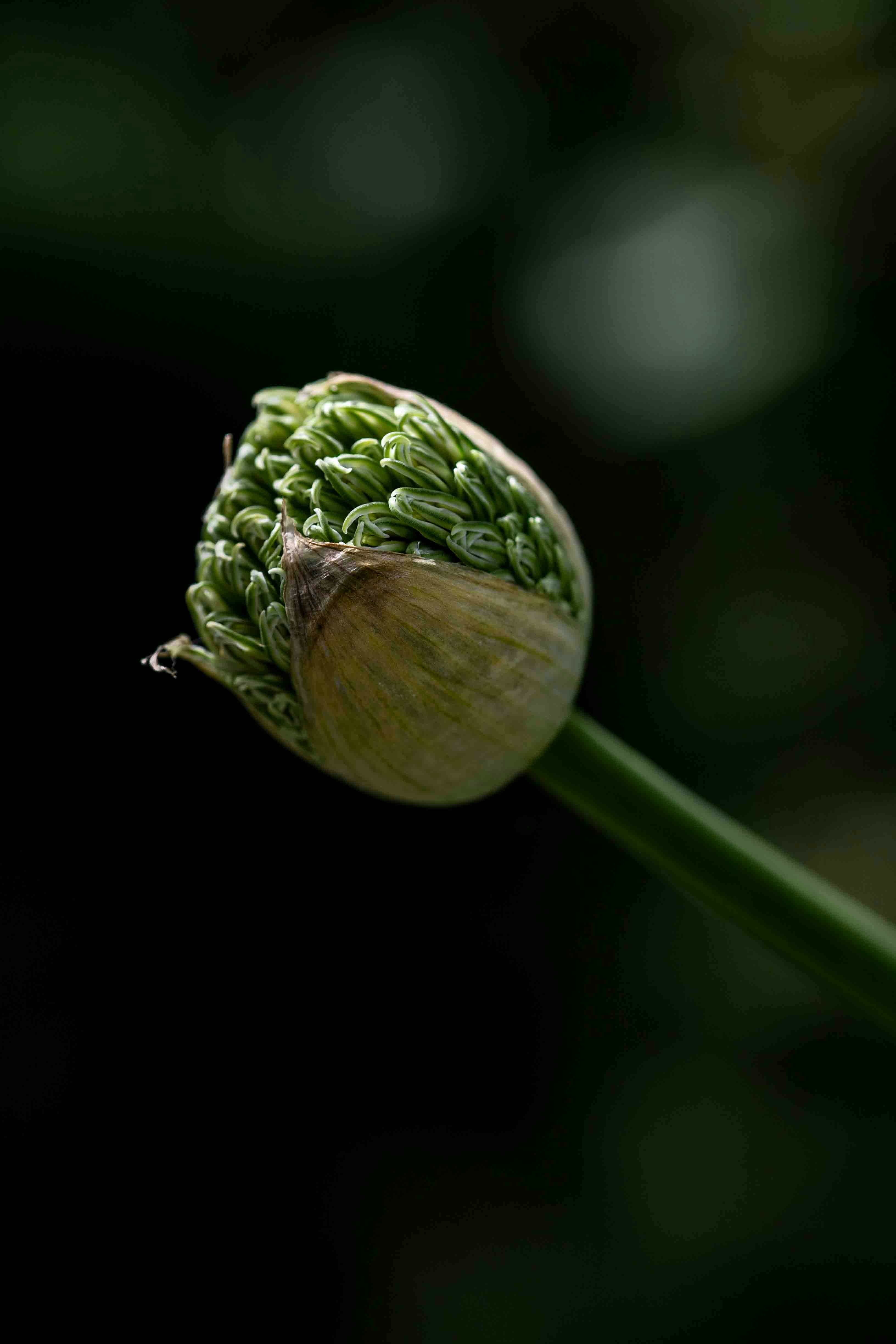 Emergent Green Crown: A Bud Half-Unfolded Against Velvet Darkness