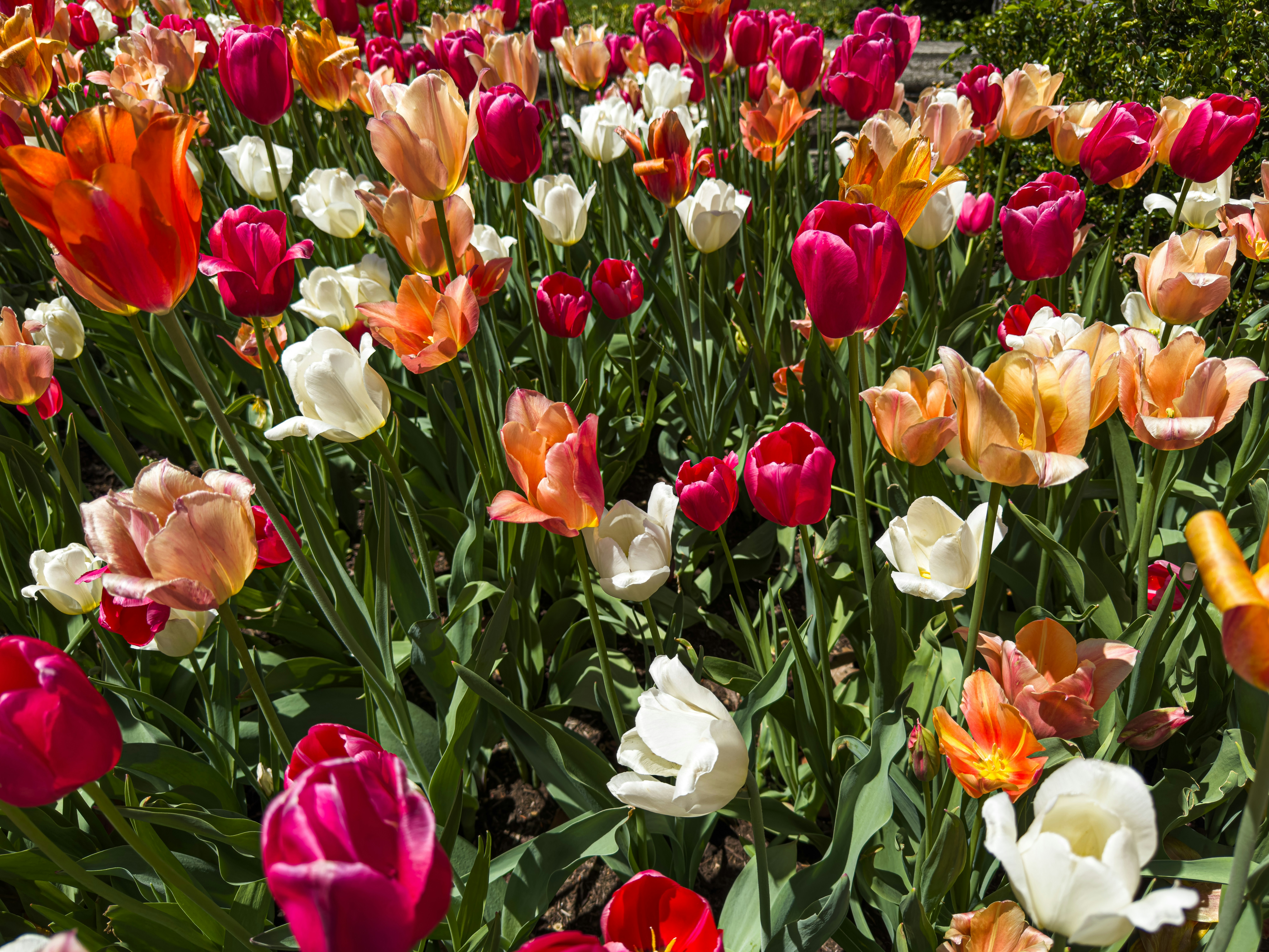 Tulip Sea: Vibrant Bloom Field in Full Sun