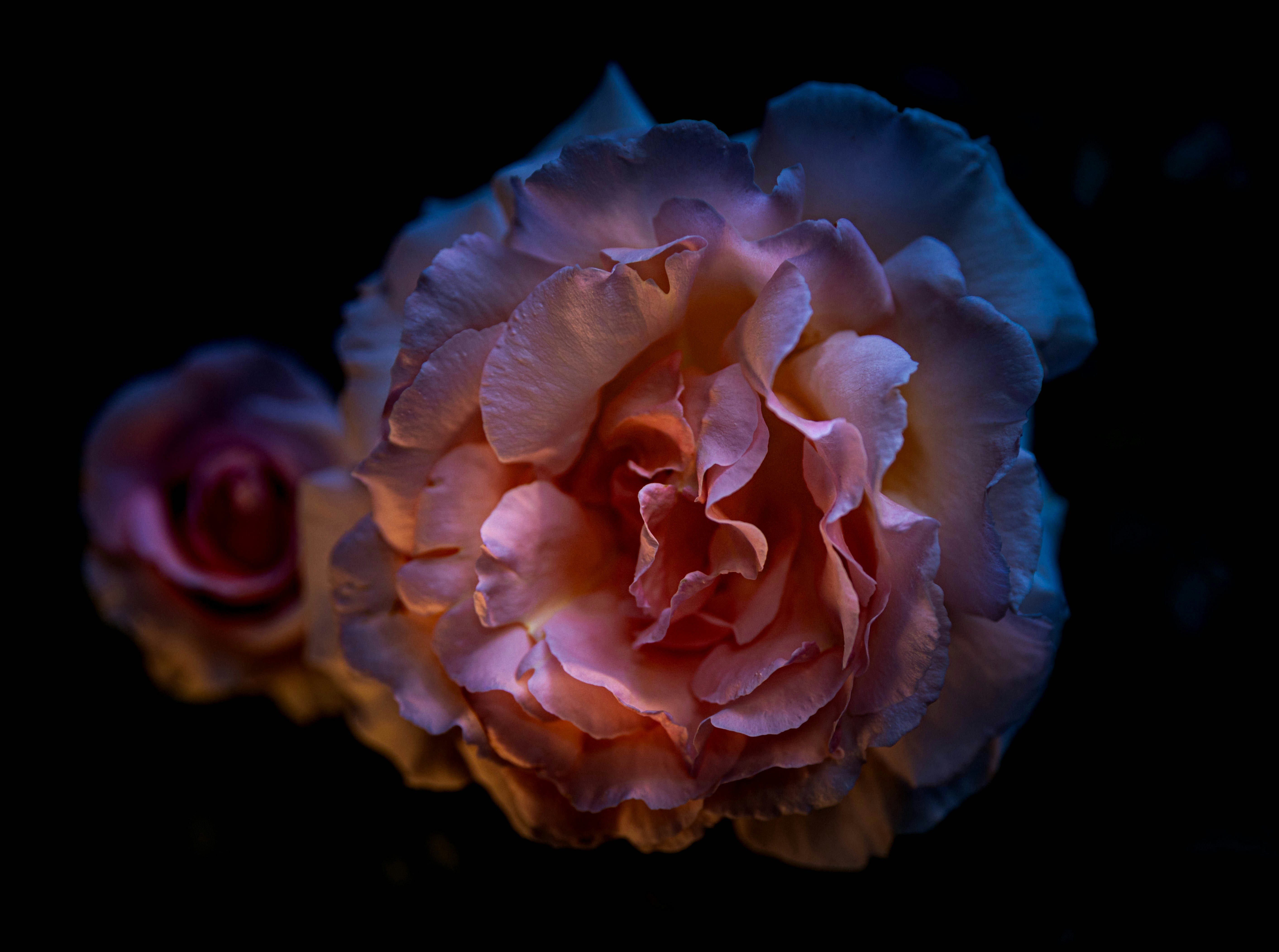 Midnight Bloom: A Tender Pink Rose Against Velvet Darkness