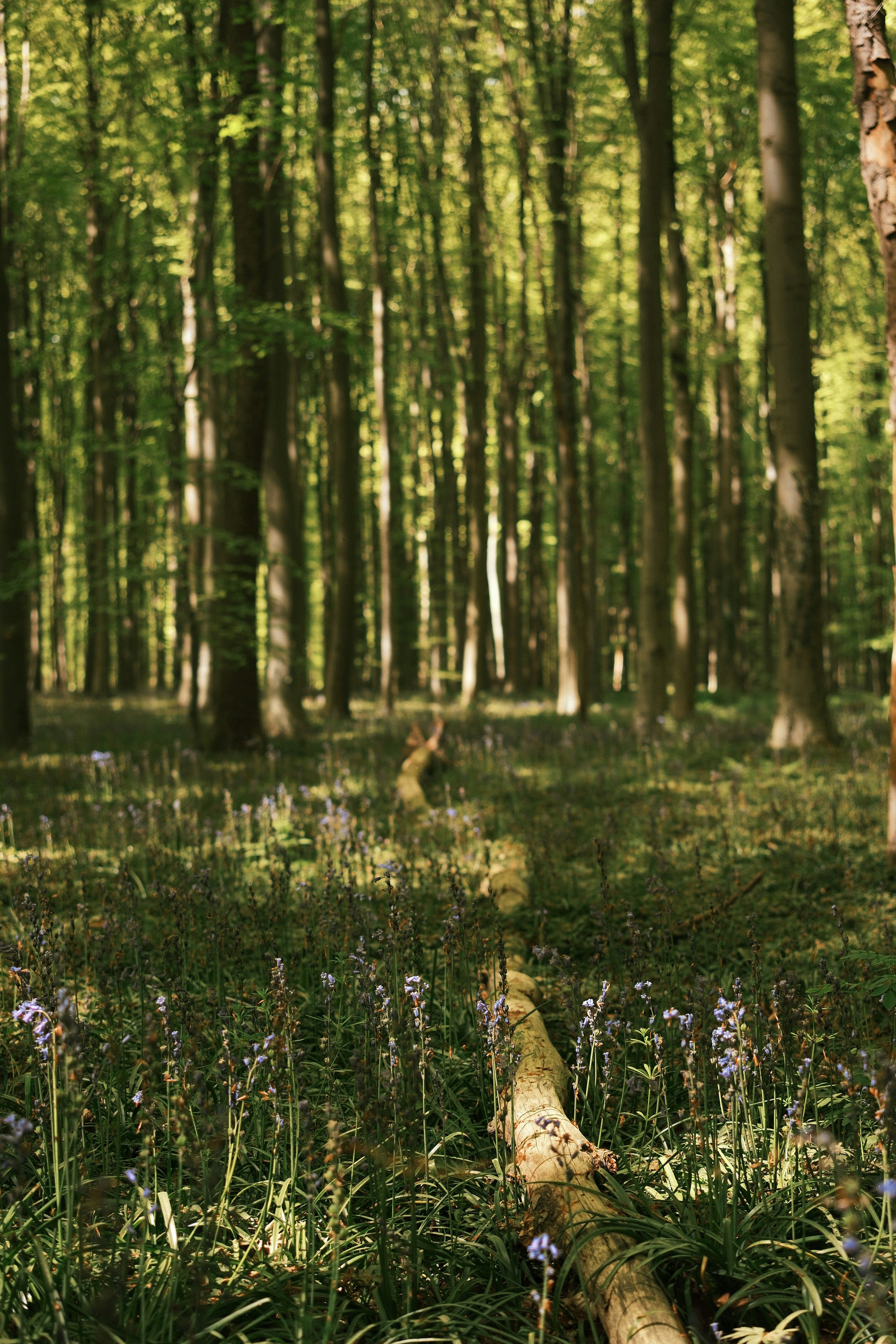 Sunlit Clearing in a Verdant Forest