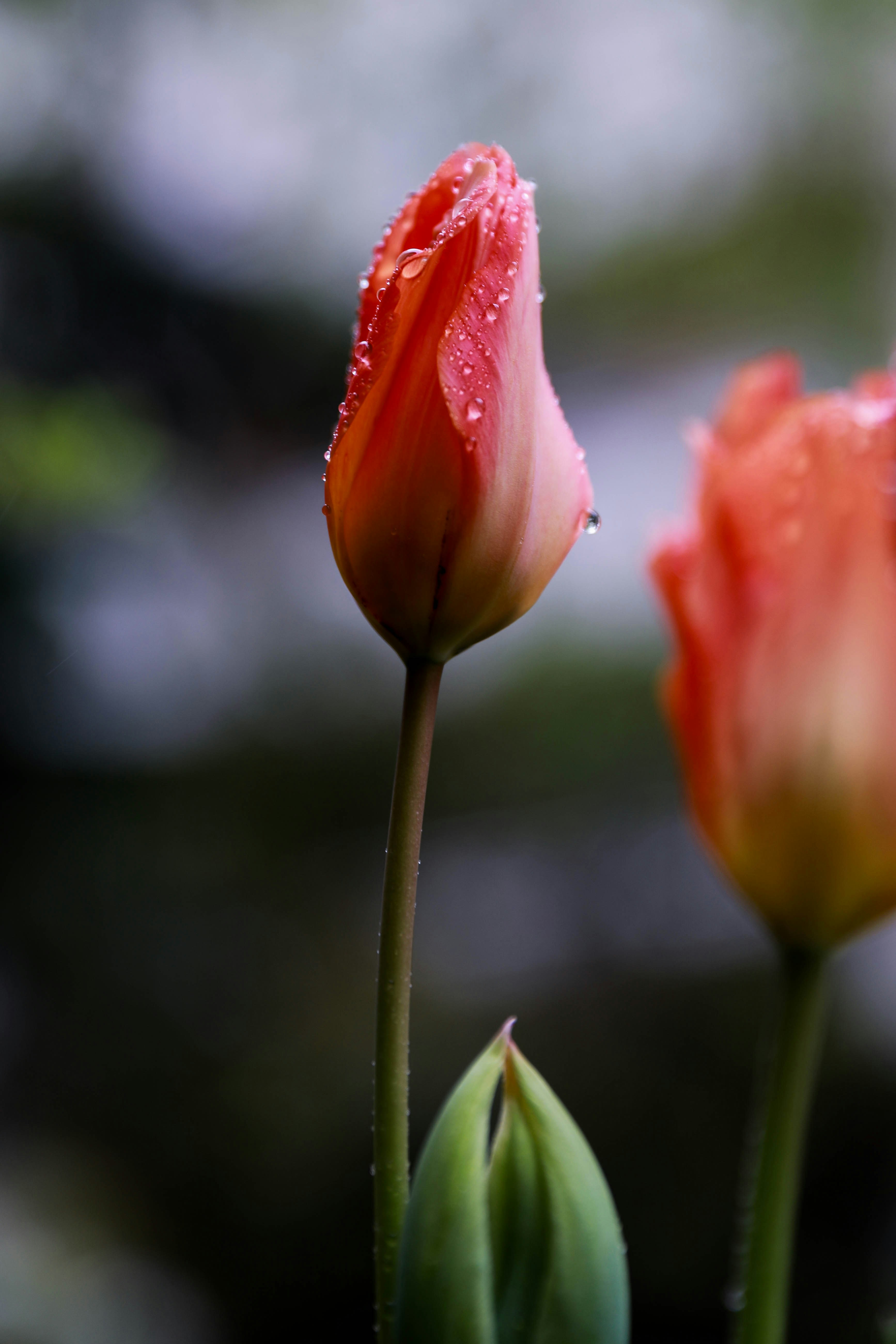 Dew-kissed Tulip Reaches for Morning Light