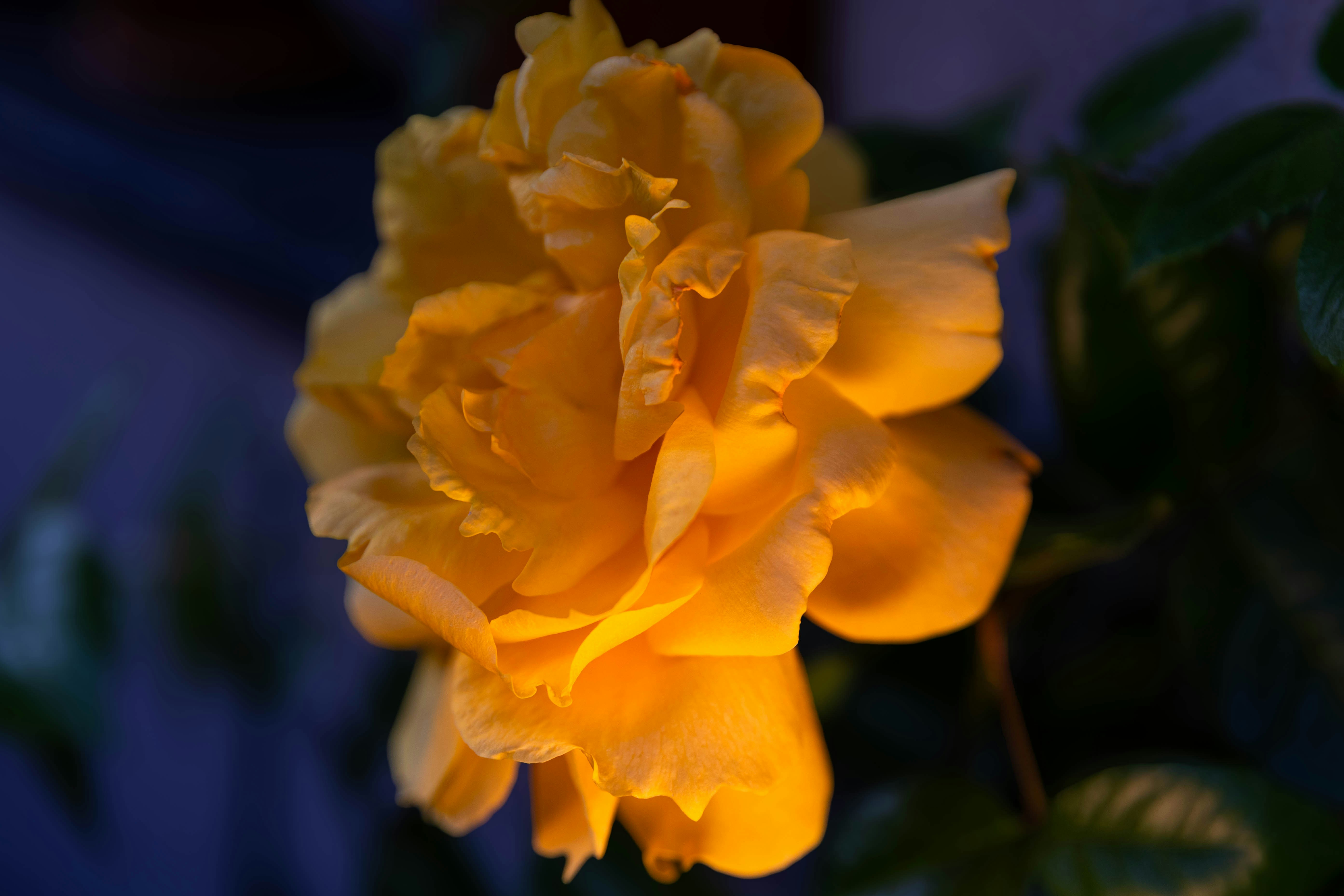 Golden Blossom in Velvet Light
