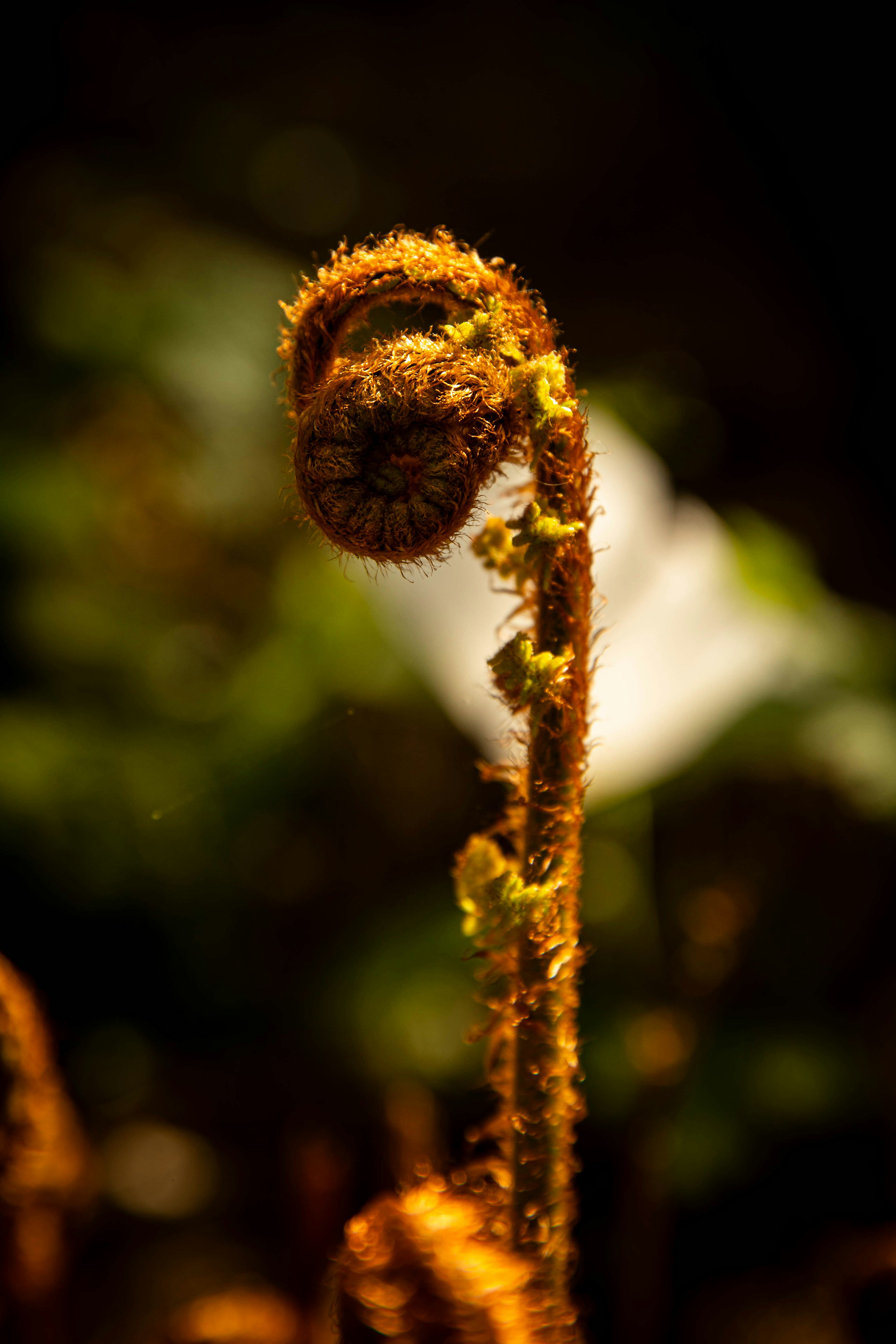 Coiled Fern in Warm Backlight