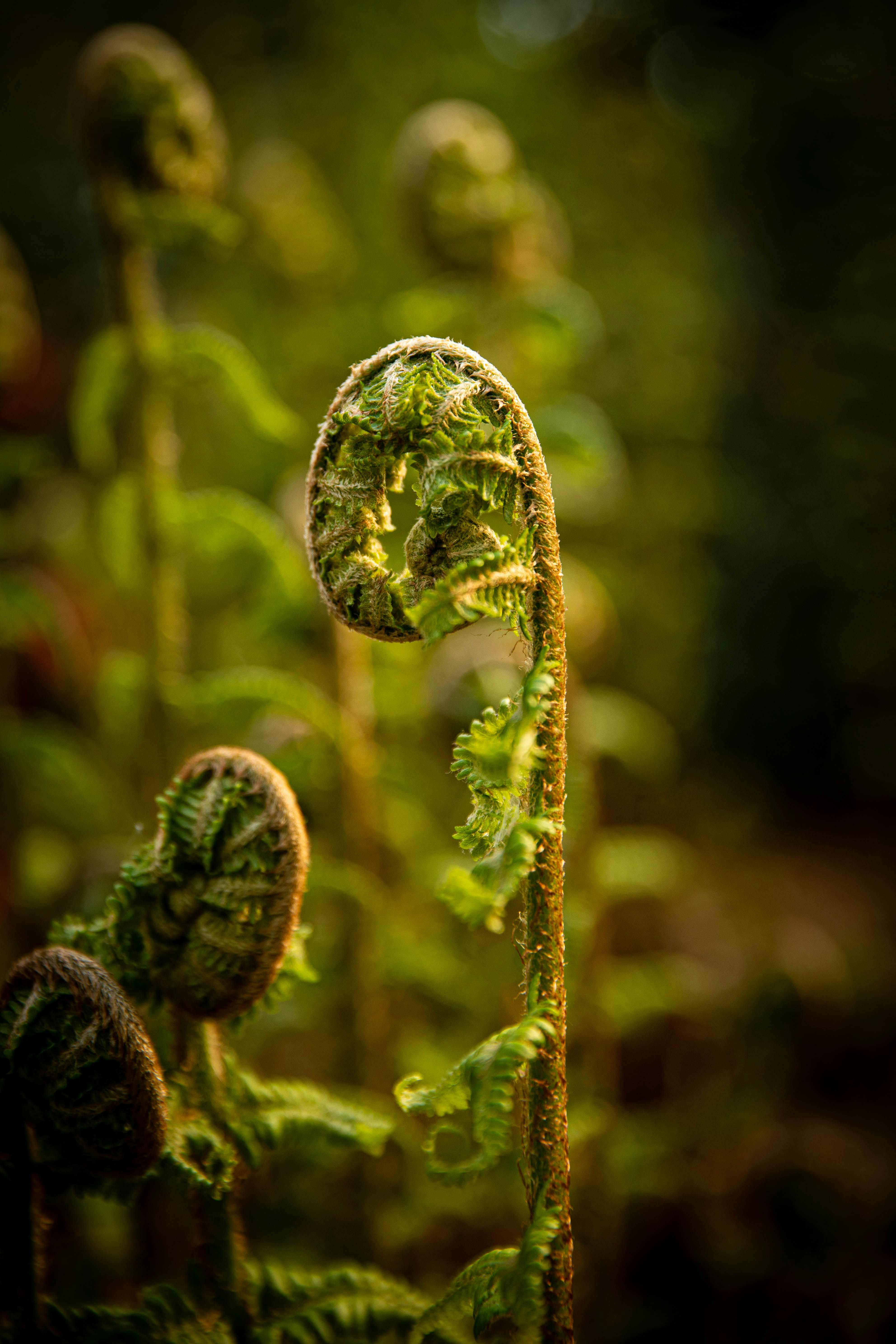 Helical Fern Foci: A Tender Unfurling in Soft Light