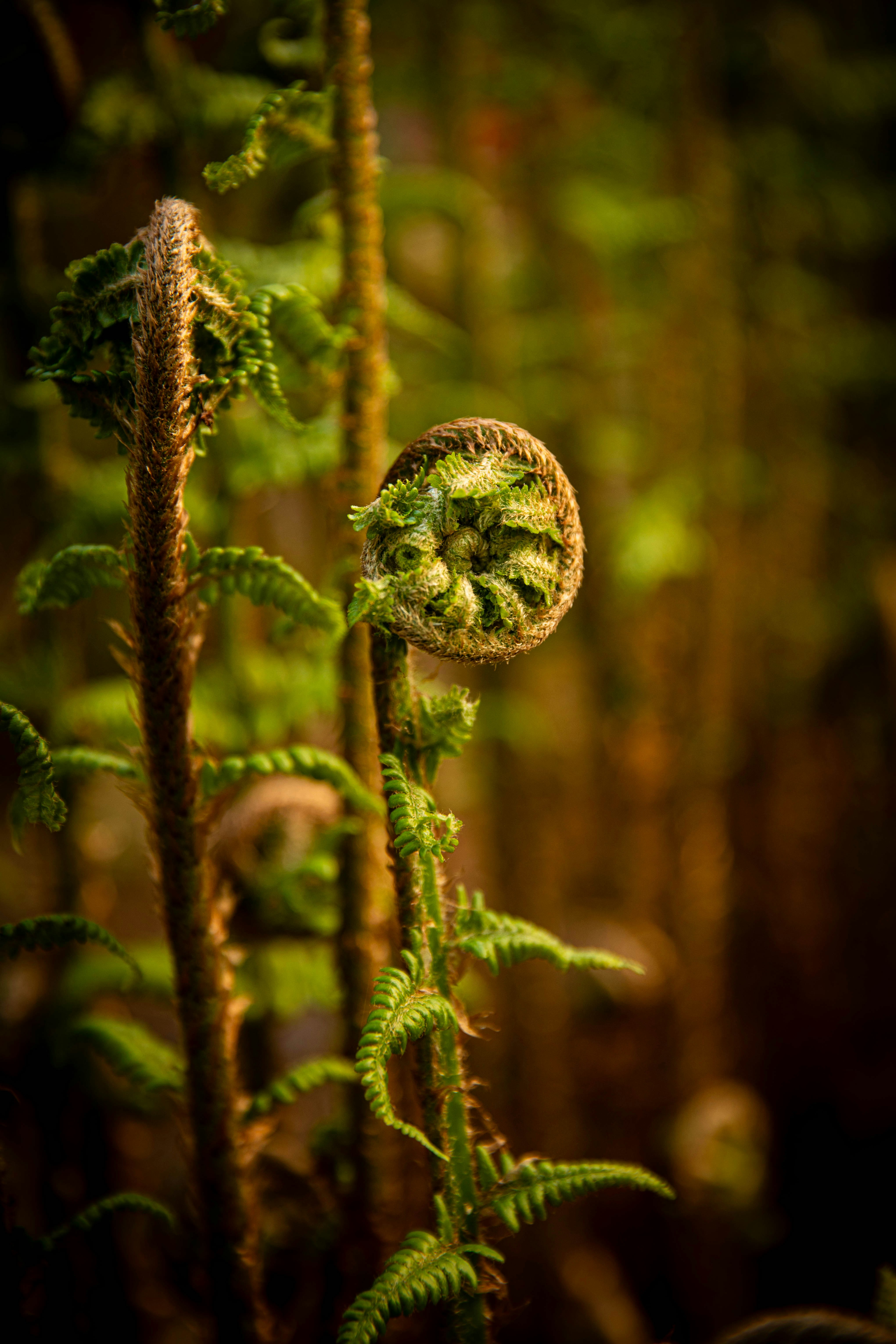 Emerging Fern Frond in a Quiet Forest Glow