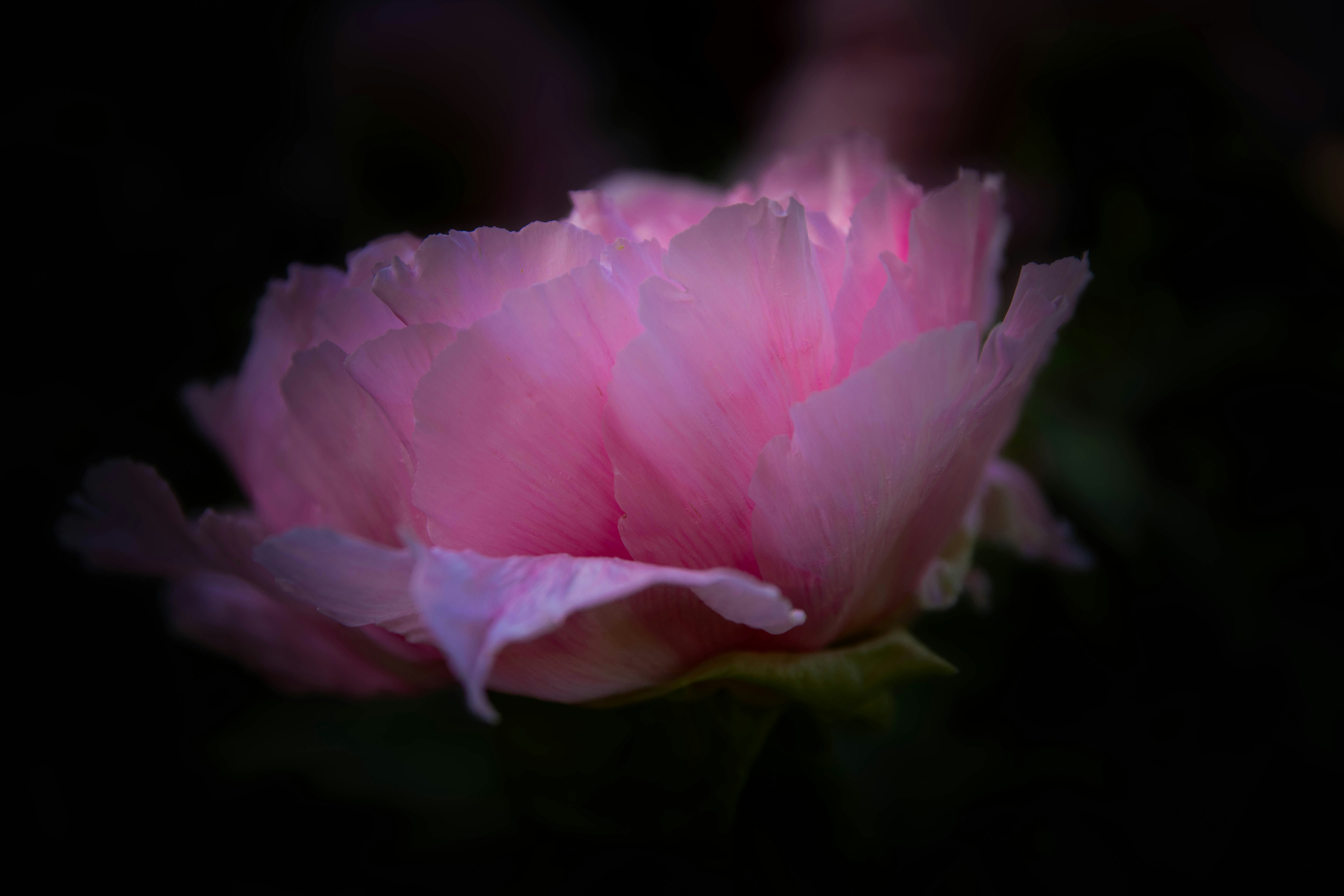 Soft Pink Rose in Velvet Darkness