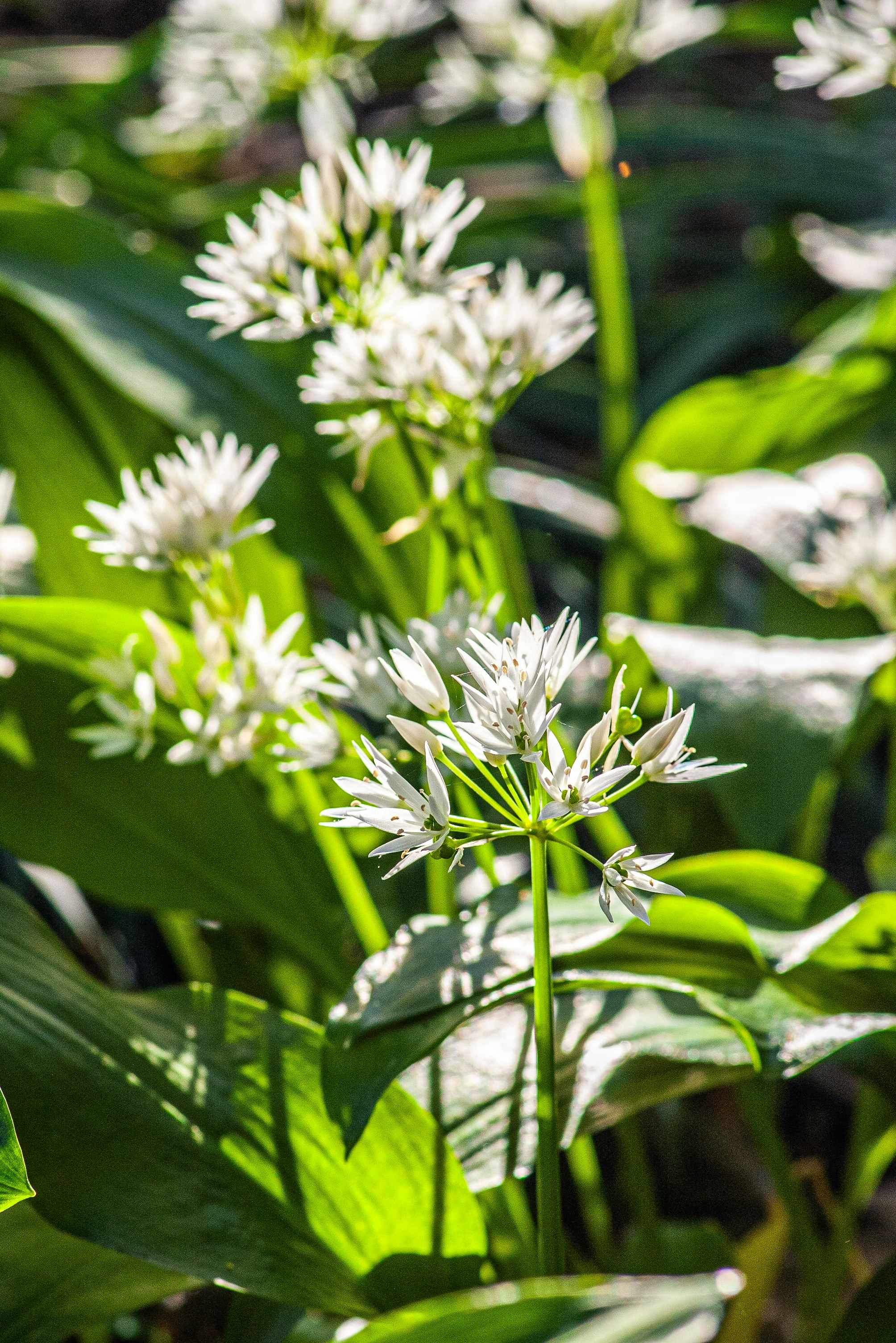 White Starburst Blooms in a Sunlit Green Canopy