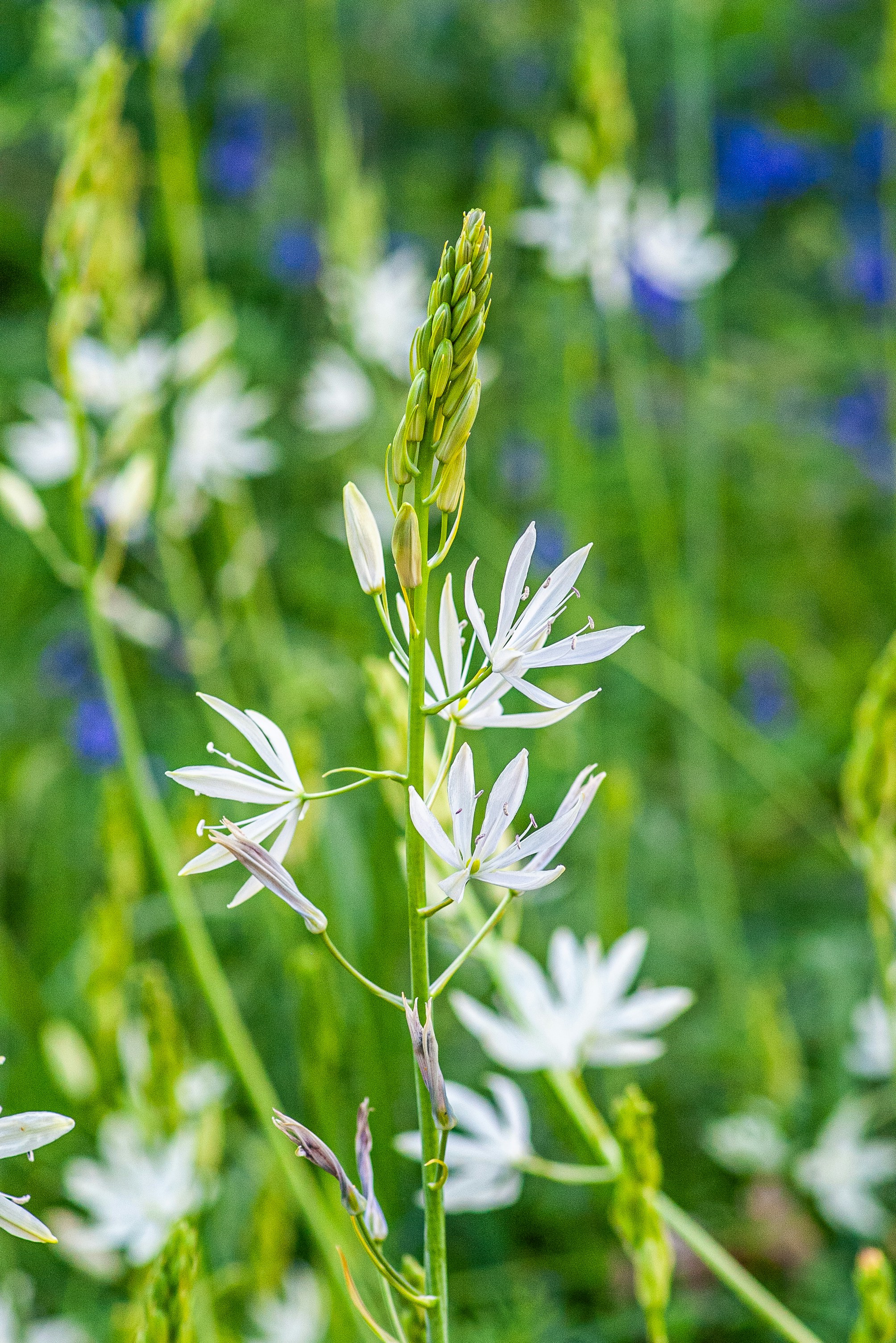 White Starflower Against a Sea of Green