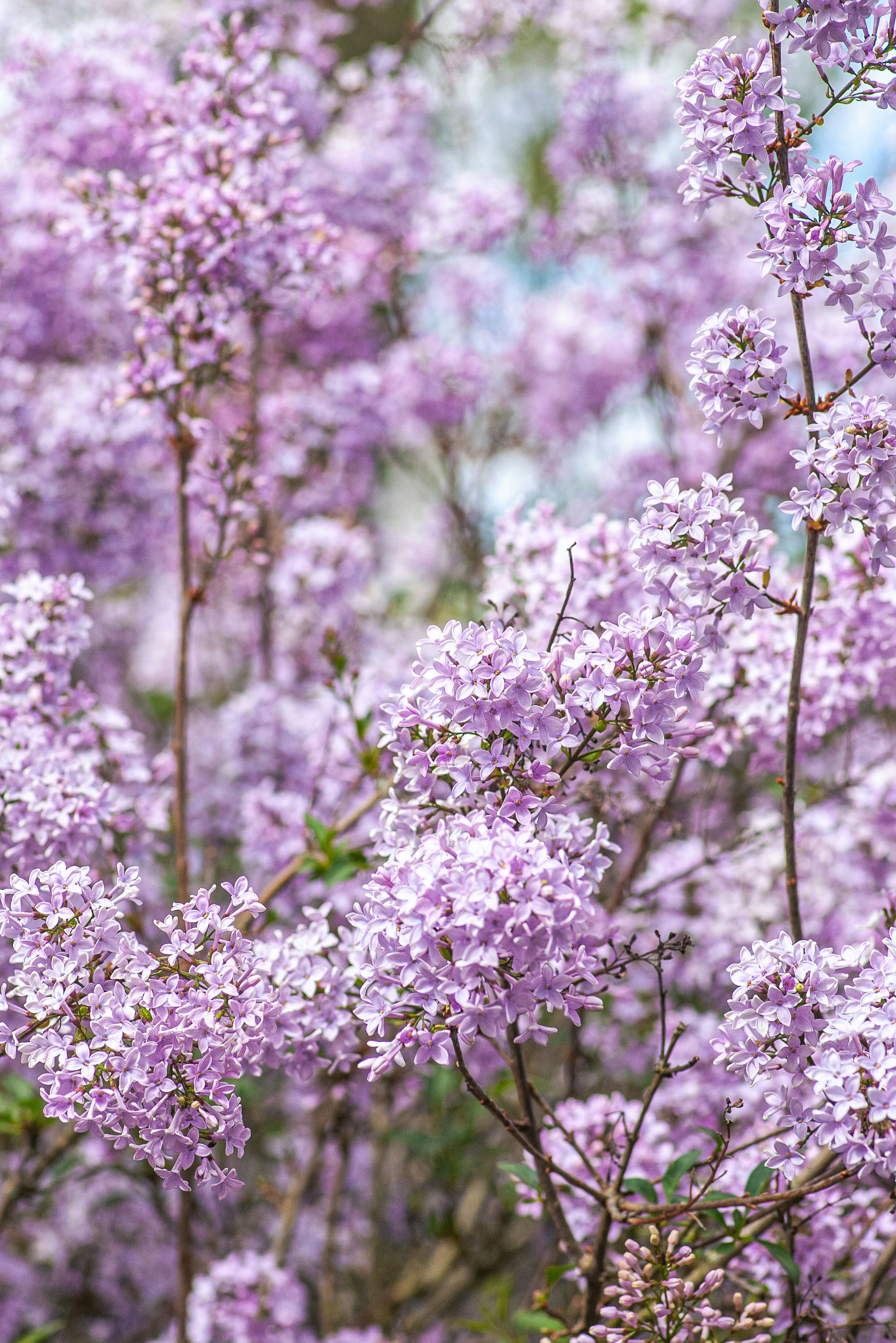 Lavender Cascade: Blushing Lilac Blooms in Soft Focus Forest