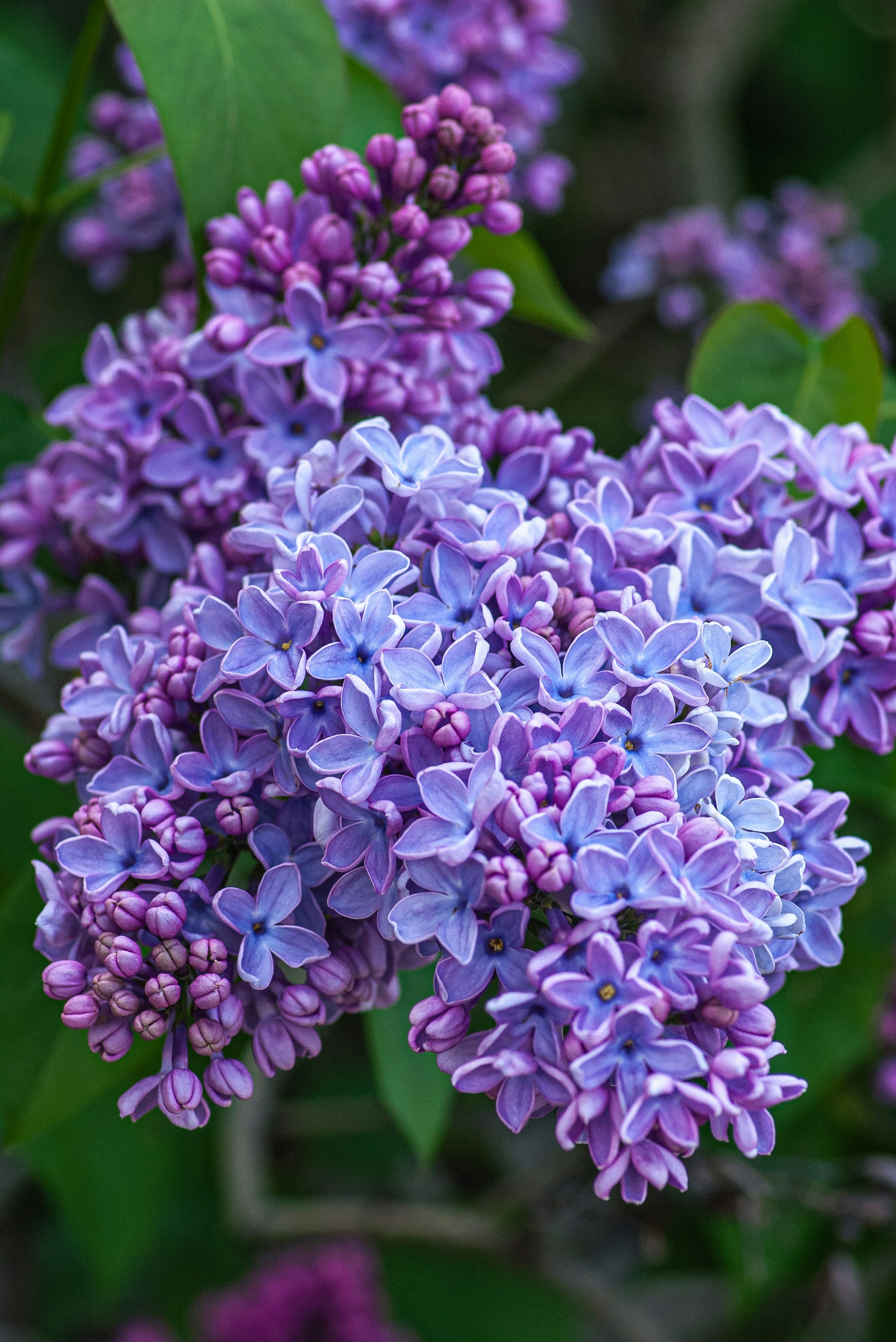 Purple Hydrangea Cascade: Close-Up of Fragrant Bunches in Soft Focus