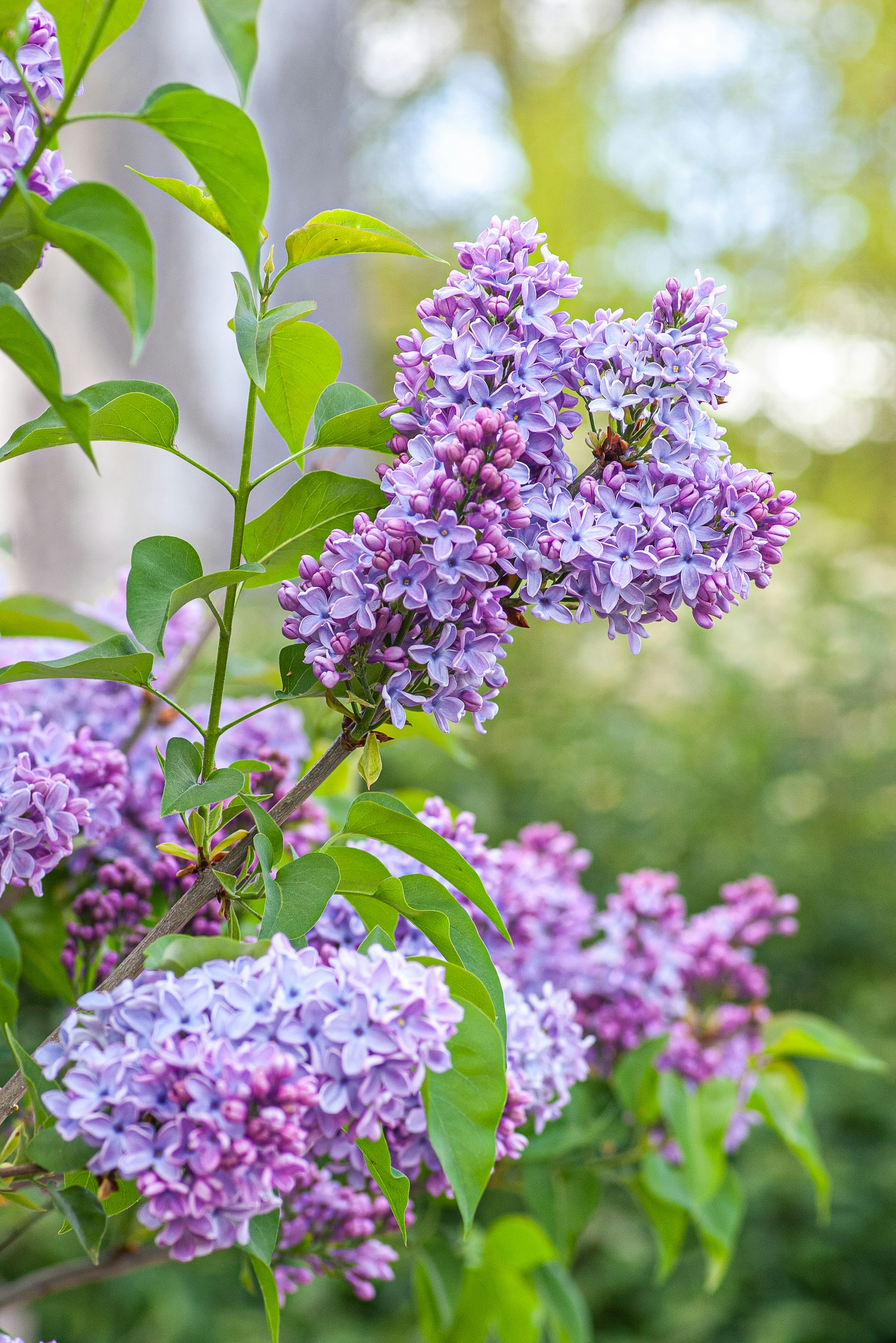 Lilac Cluster in Soft Spring Light