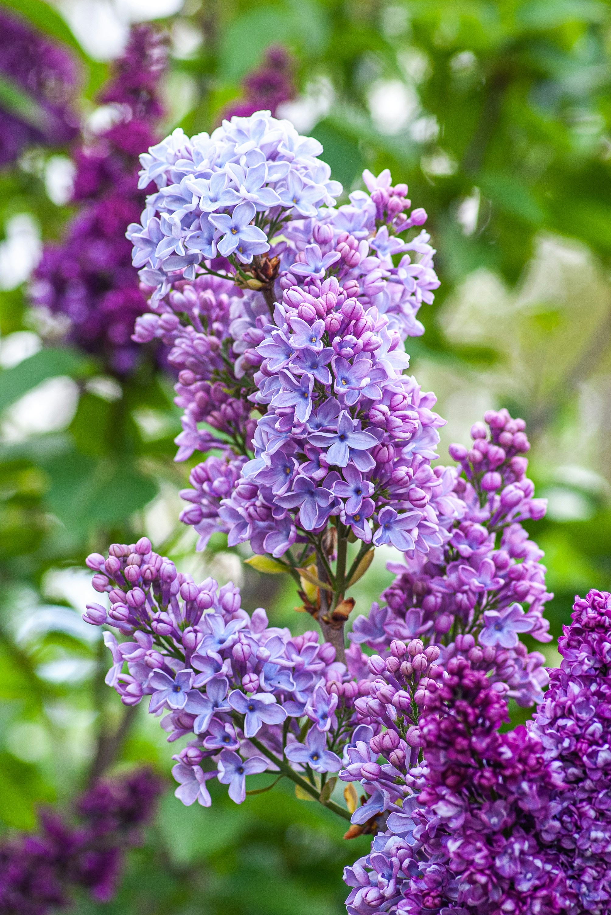 Lilac Cascade in Focus: Close-up of Blooming Lavender Hues
