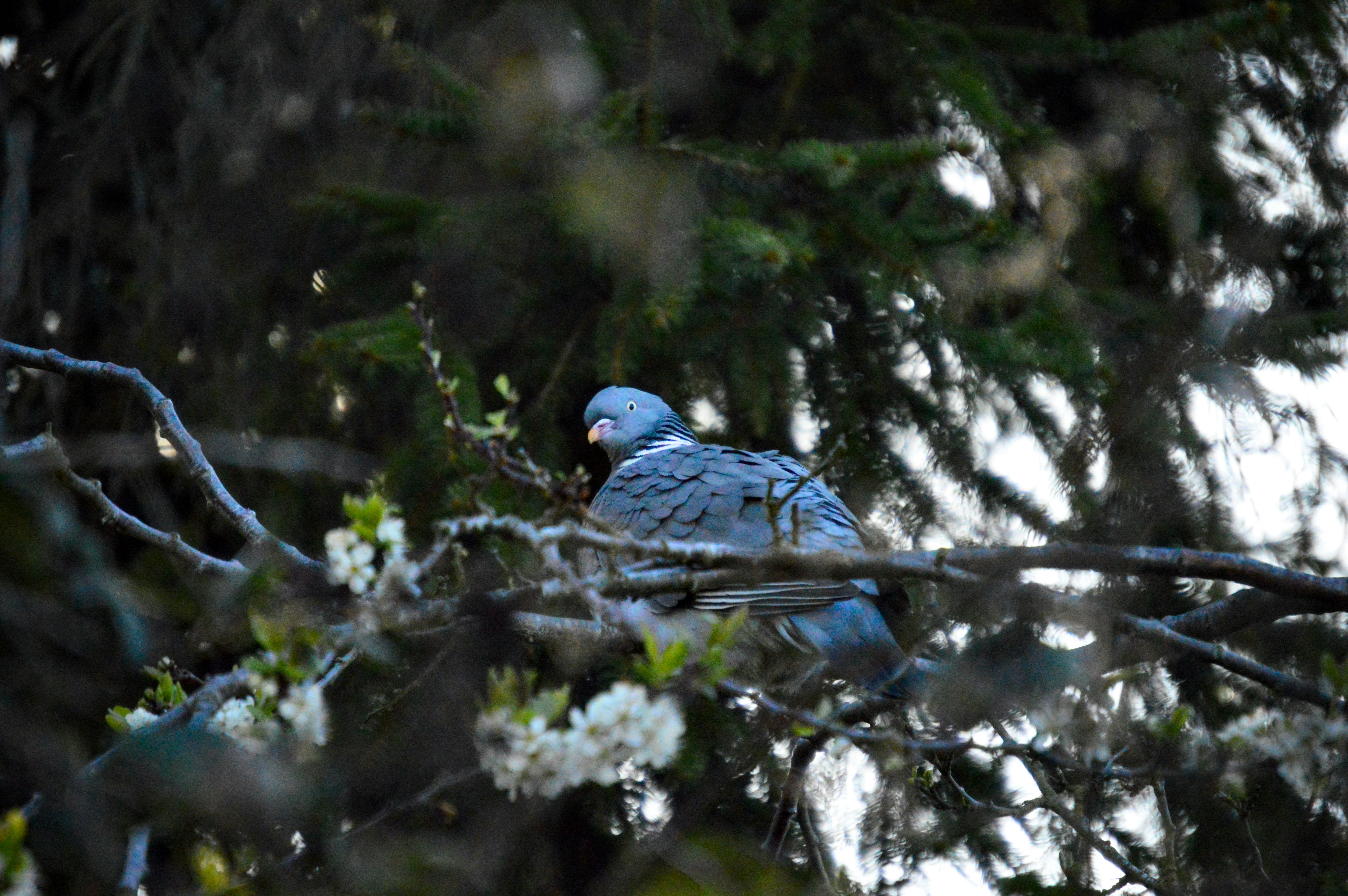 Blue Dove Among Blossoms: A Quiet Perch in Dappled Light