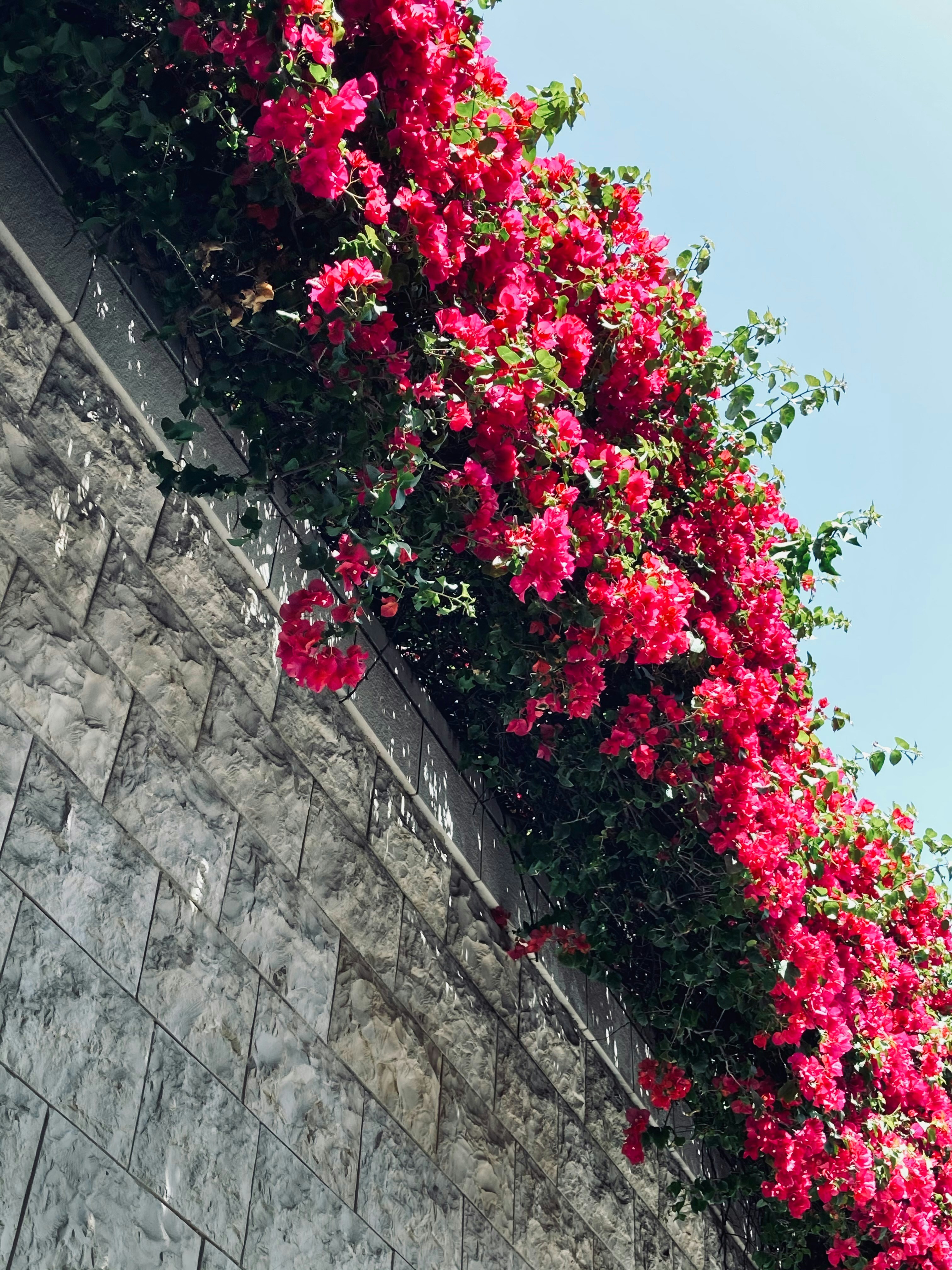 Crimson Bougainvillea Over a Stone Terrace