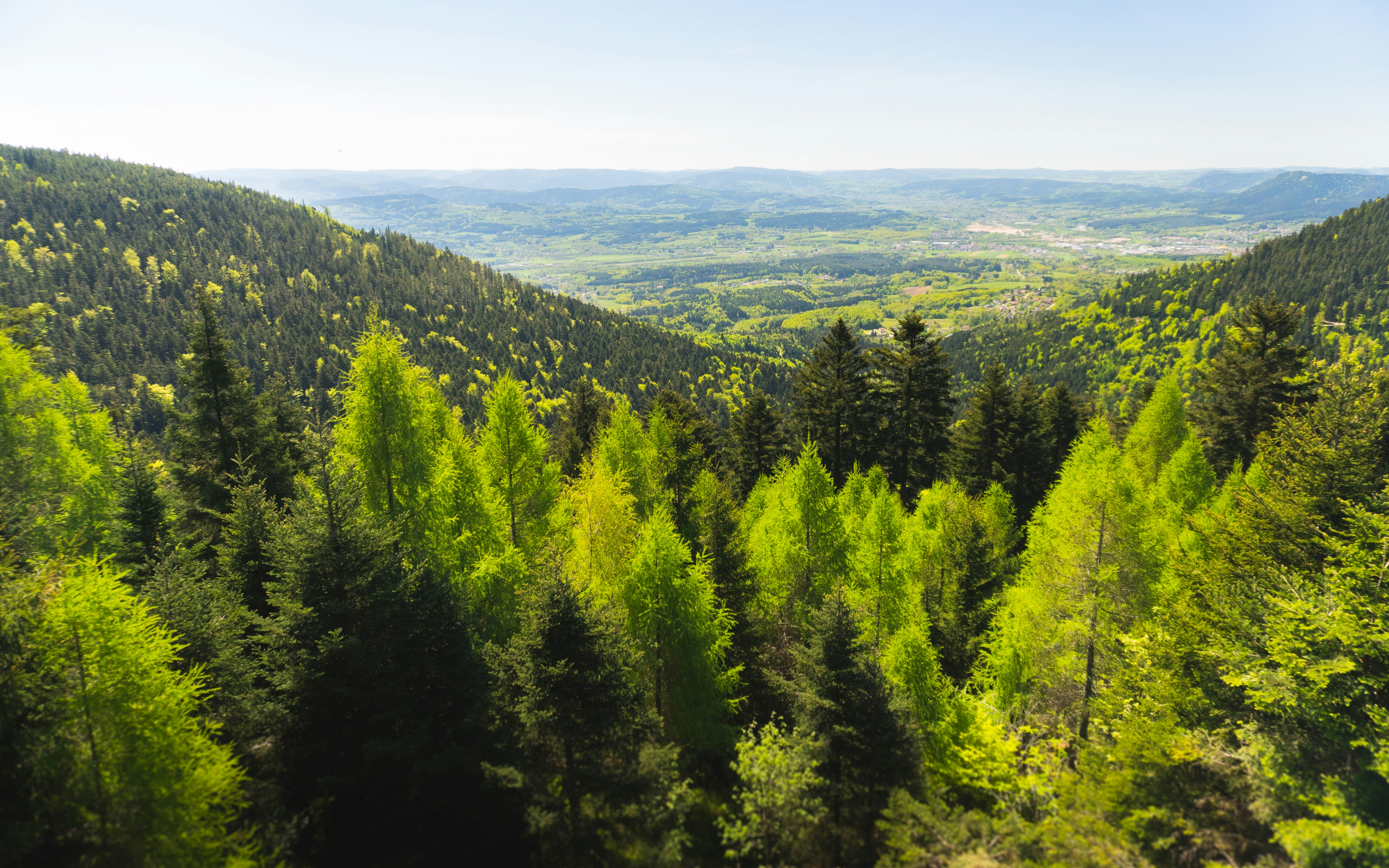 Emerald Ridge: A Valley View Through Spring Pine and Fir