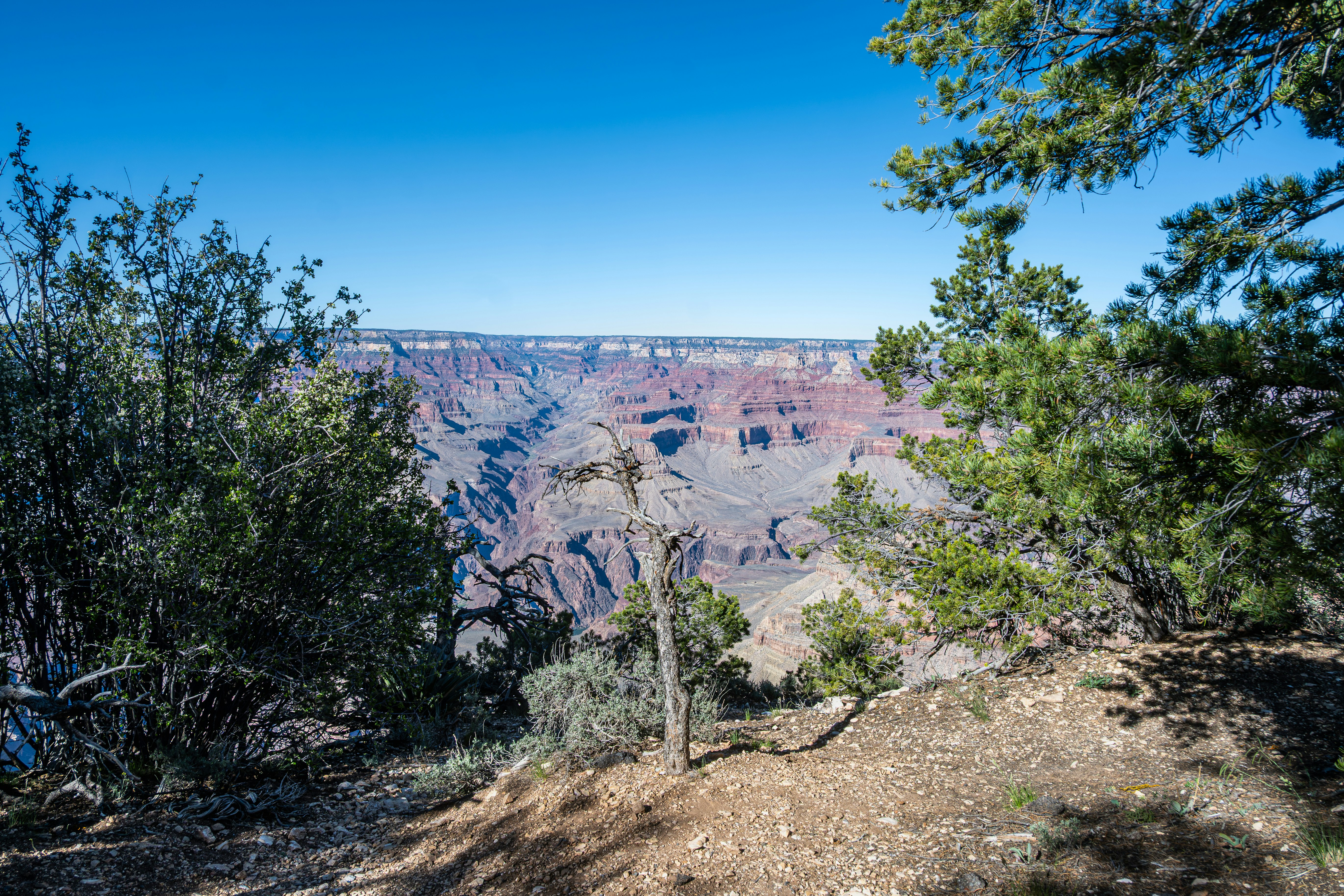 Grand Canyon Vista: Edge of the Rim with Pined Silhouettes