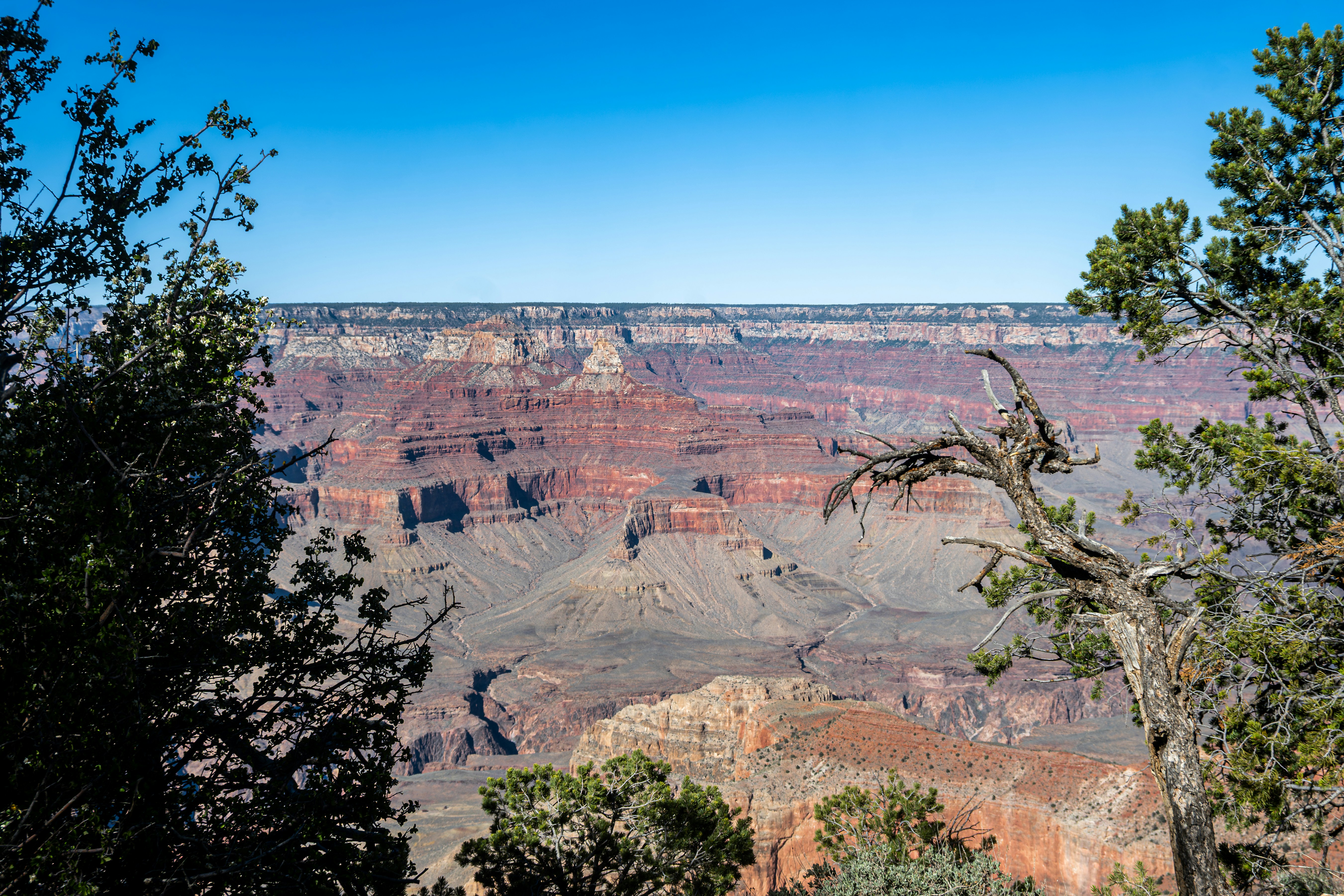 Colorado Canyon Vista: Sunlit Layers Framing the Rim