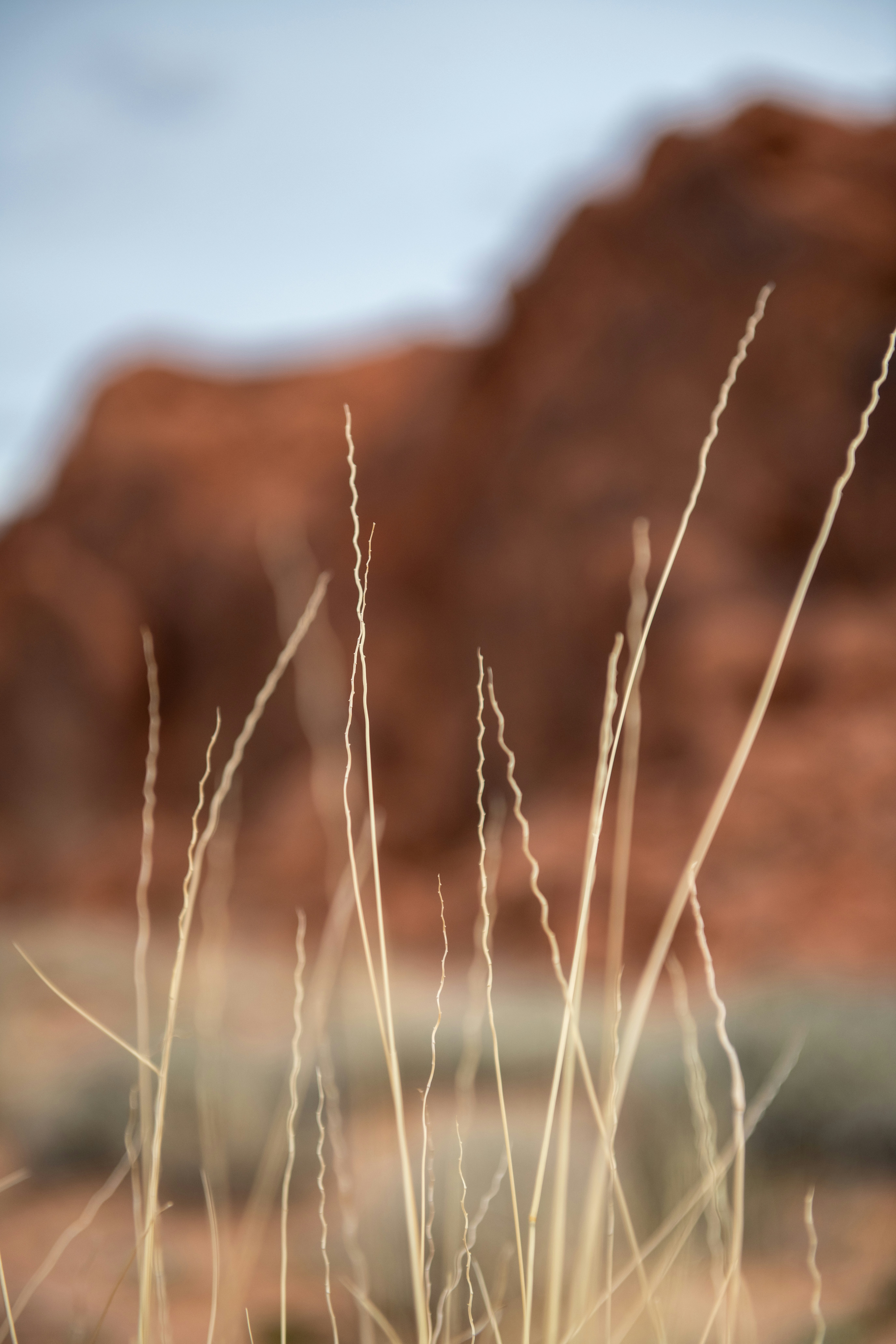 Desert Grass in Focus Before a Blurred Red Rock Wall