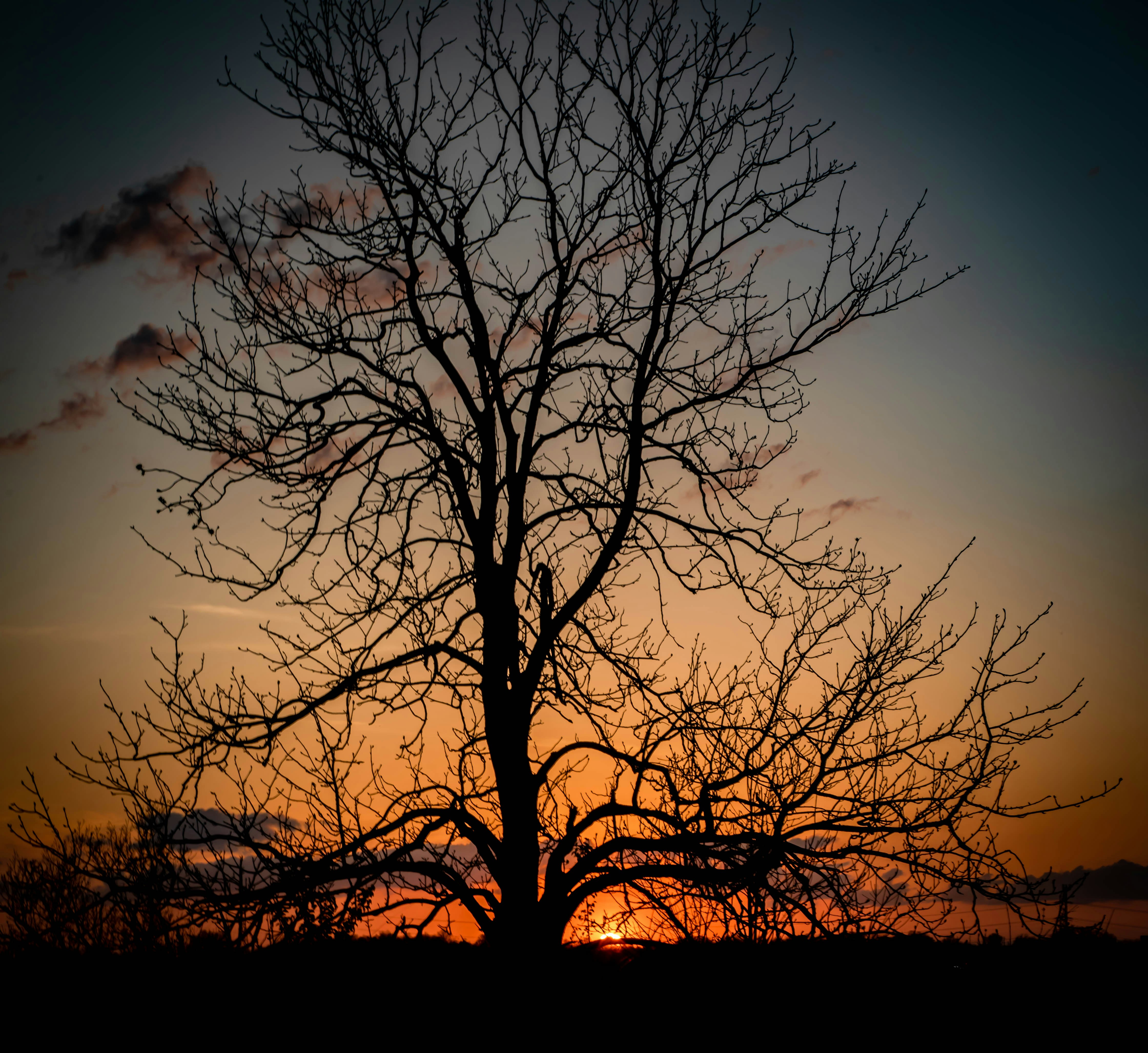 Silhouette at Sunset: A Leafless Tree Reaching Toward the Sky