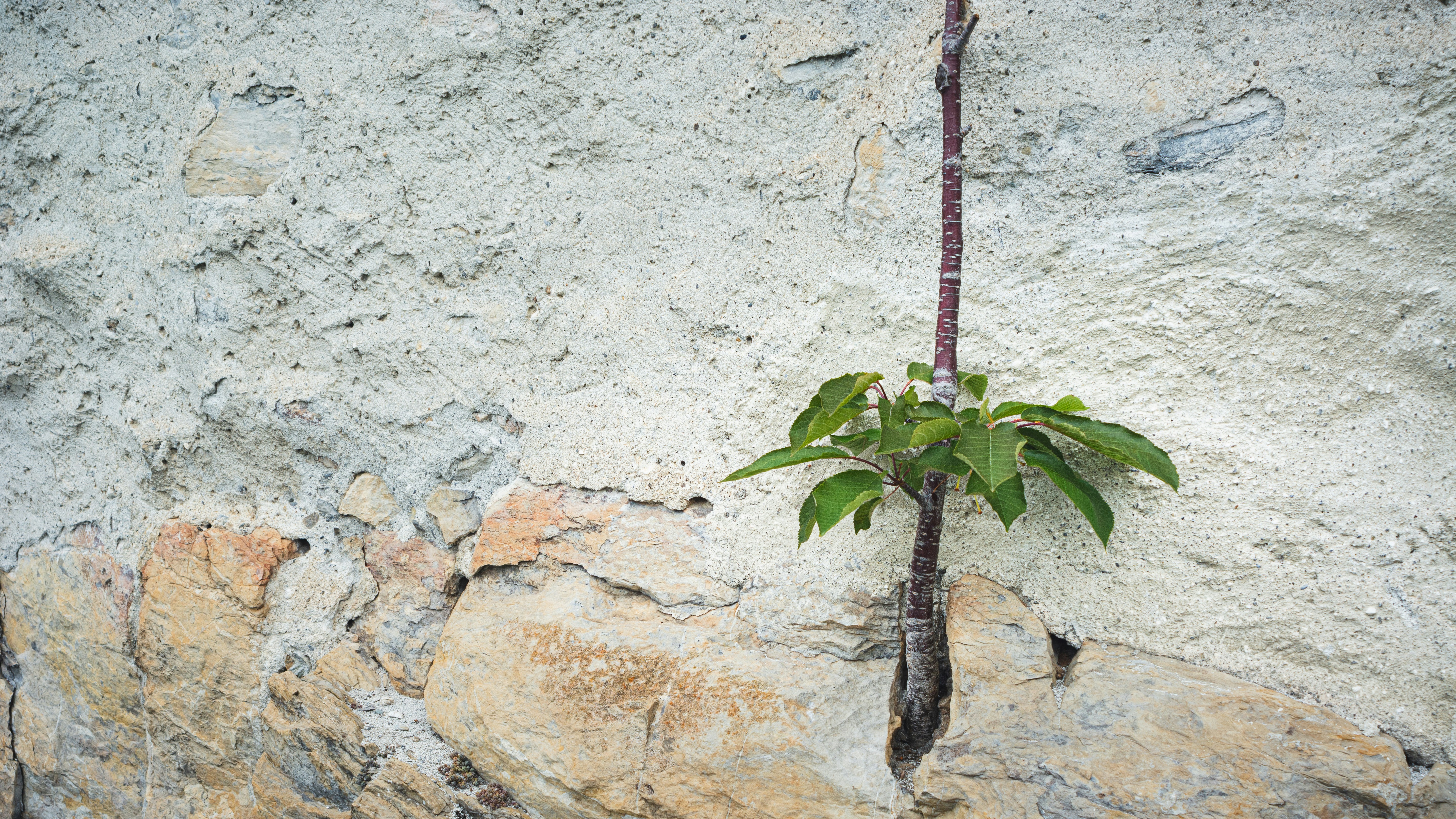 A lone sapling pushes through a cracked stone wall