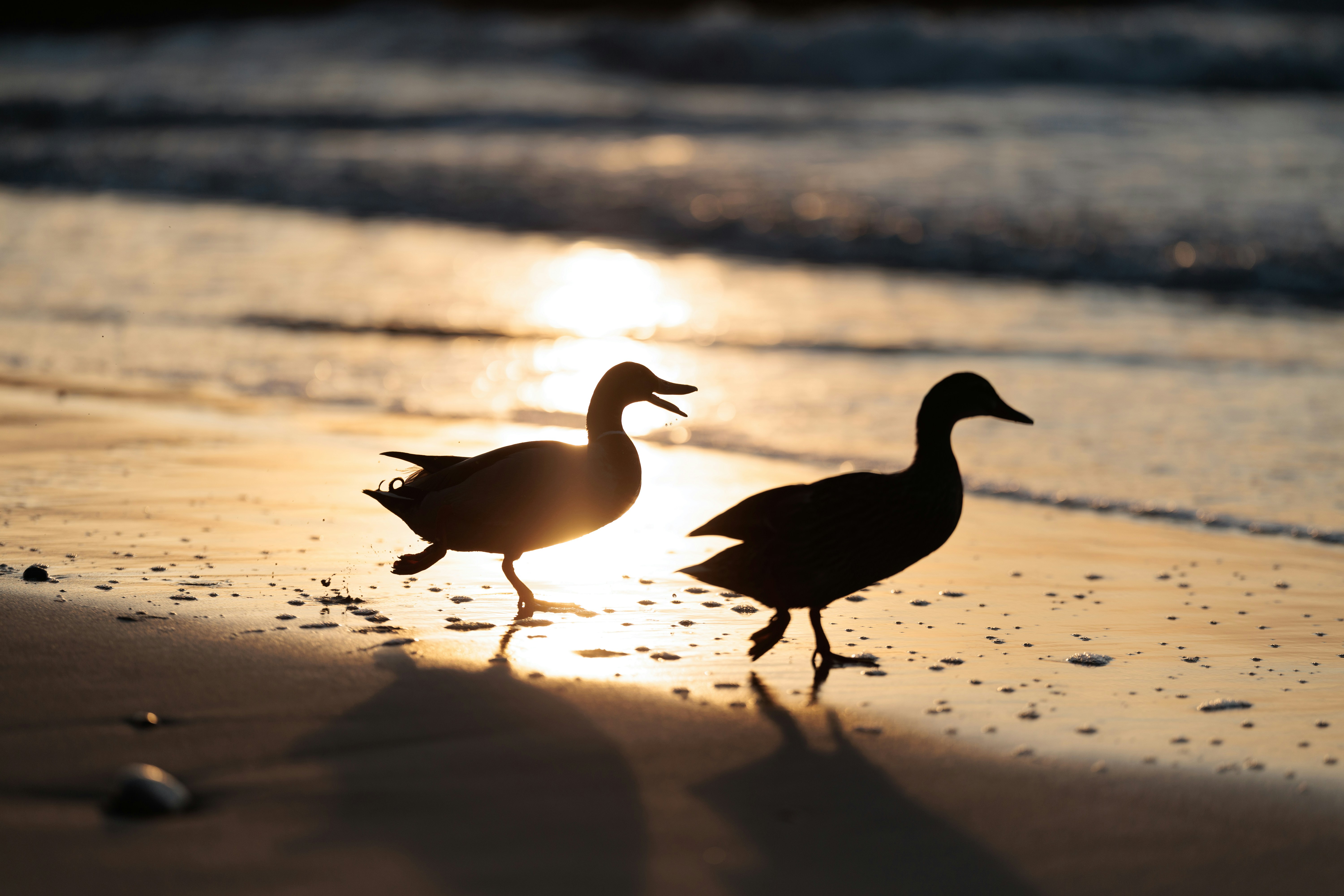 Dusk meeting: silhouettes of two ducks along the shoreline