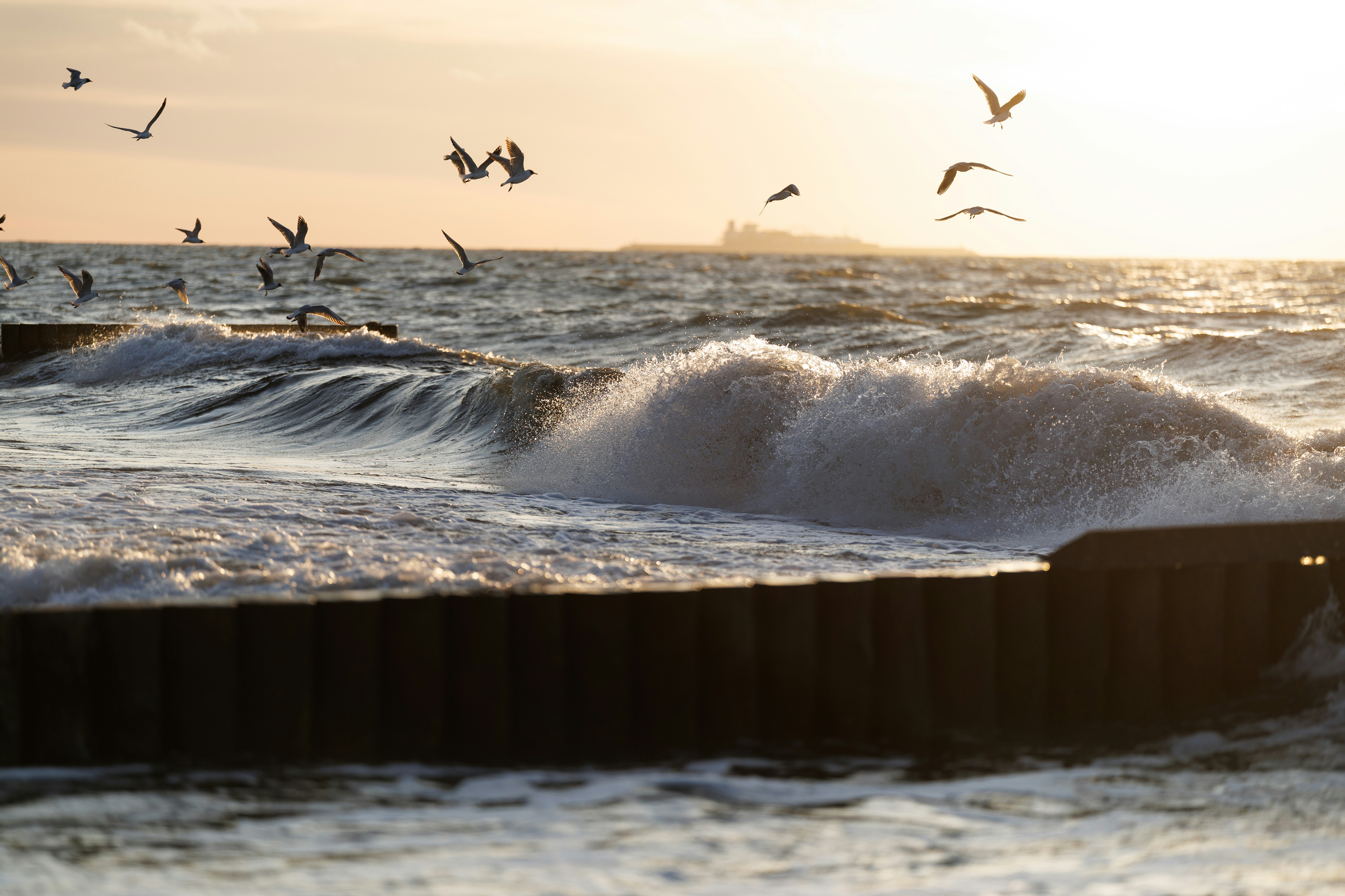Seabirds over breaking rollers at golden hour