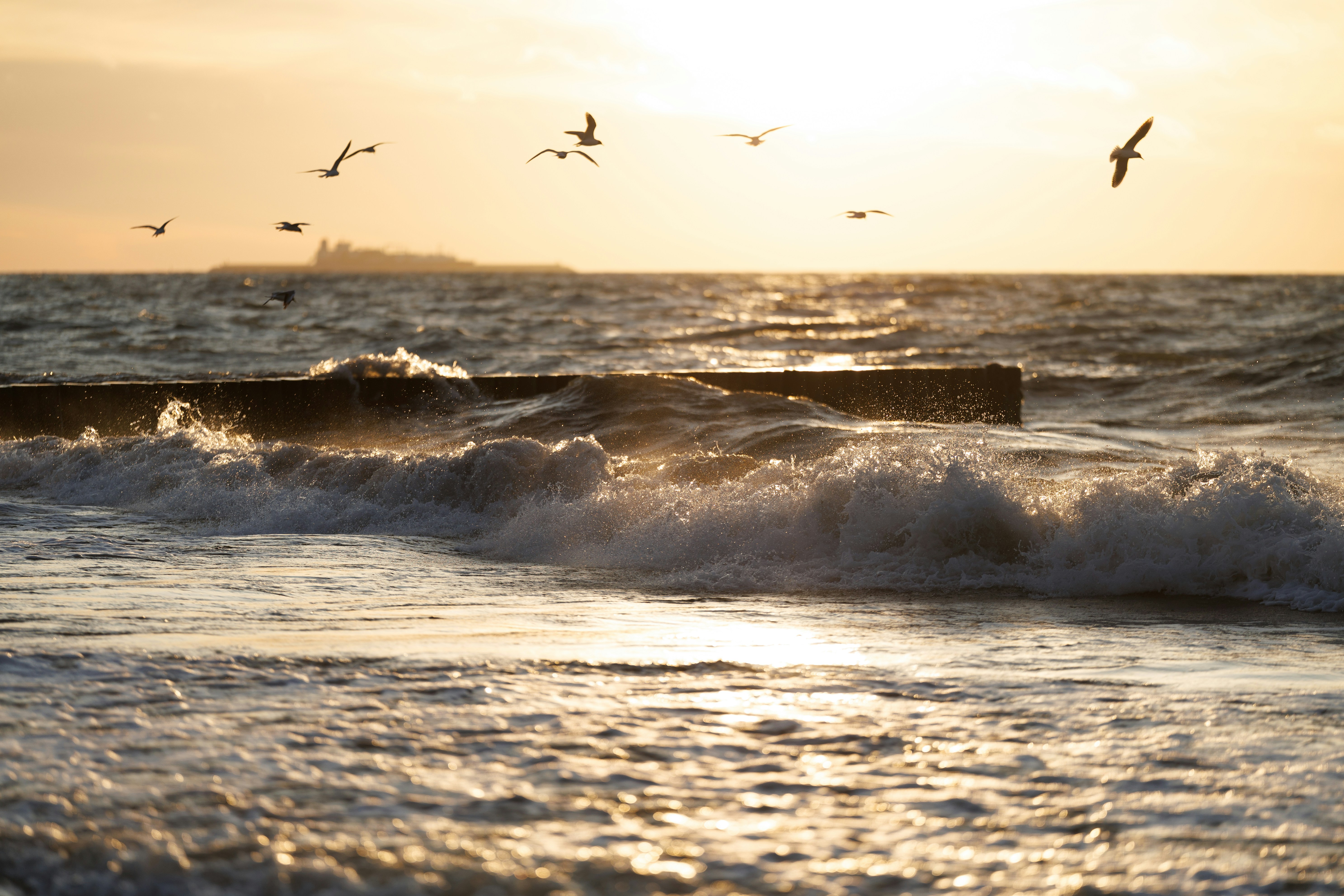 Alpenglow on the Break: Seabirds Above a Distant Barricade