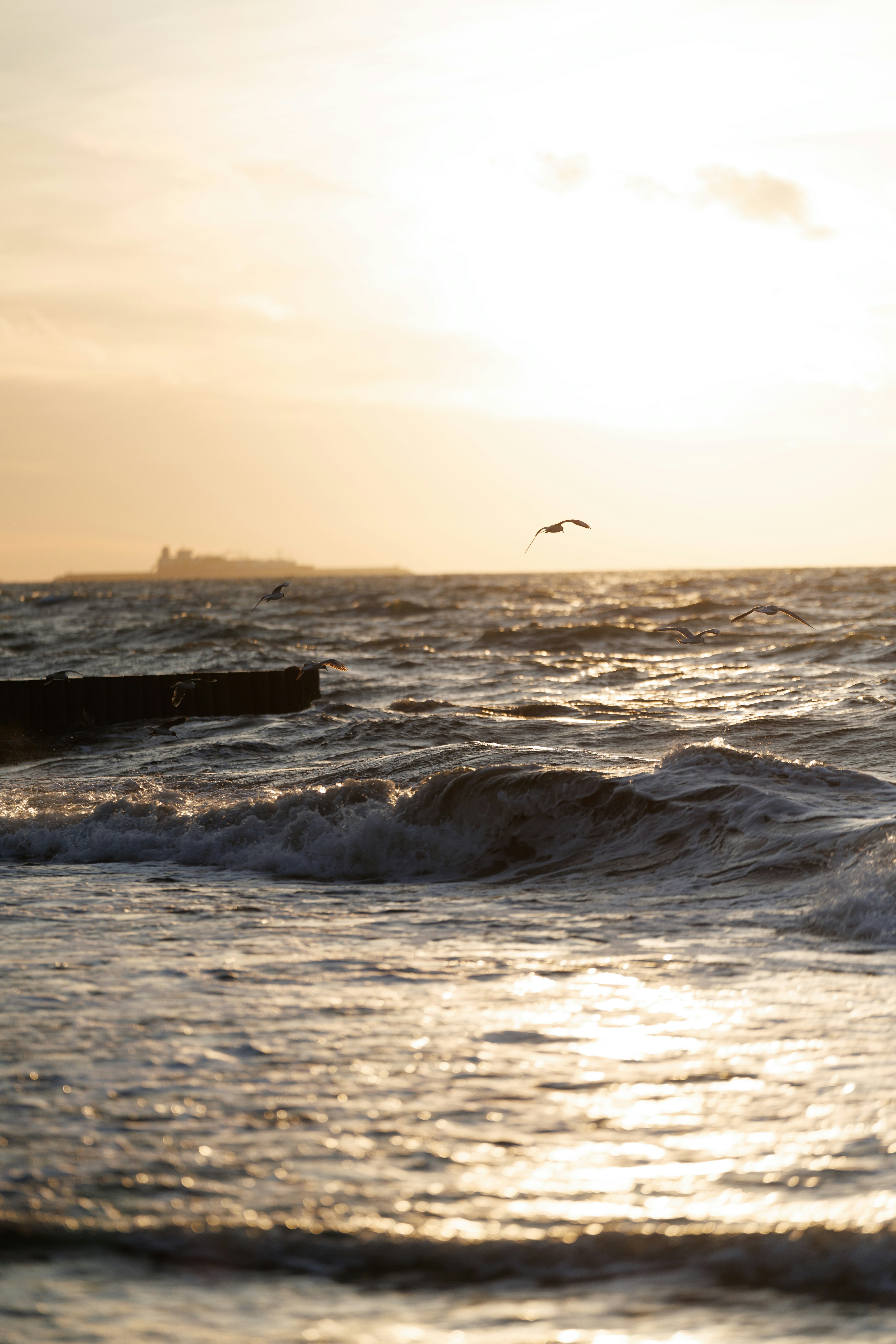 Sunlit Horizon over Restless Seas with Soaring Seabirds
